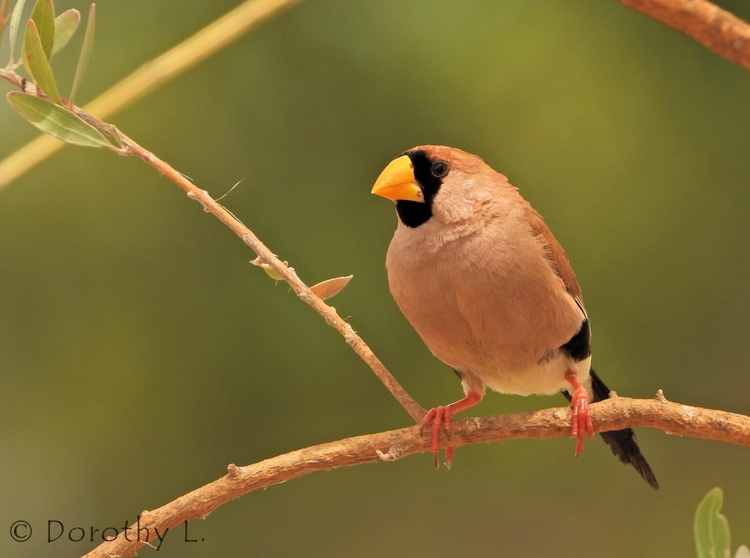 Masked Finch – Ausemade