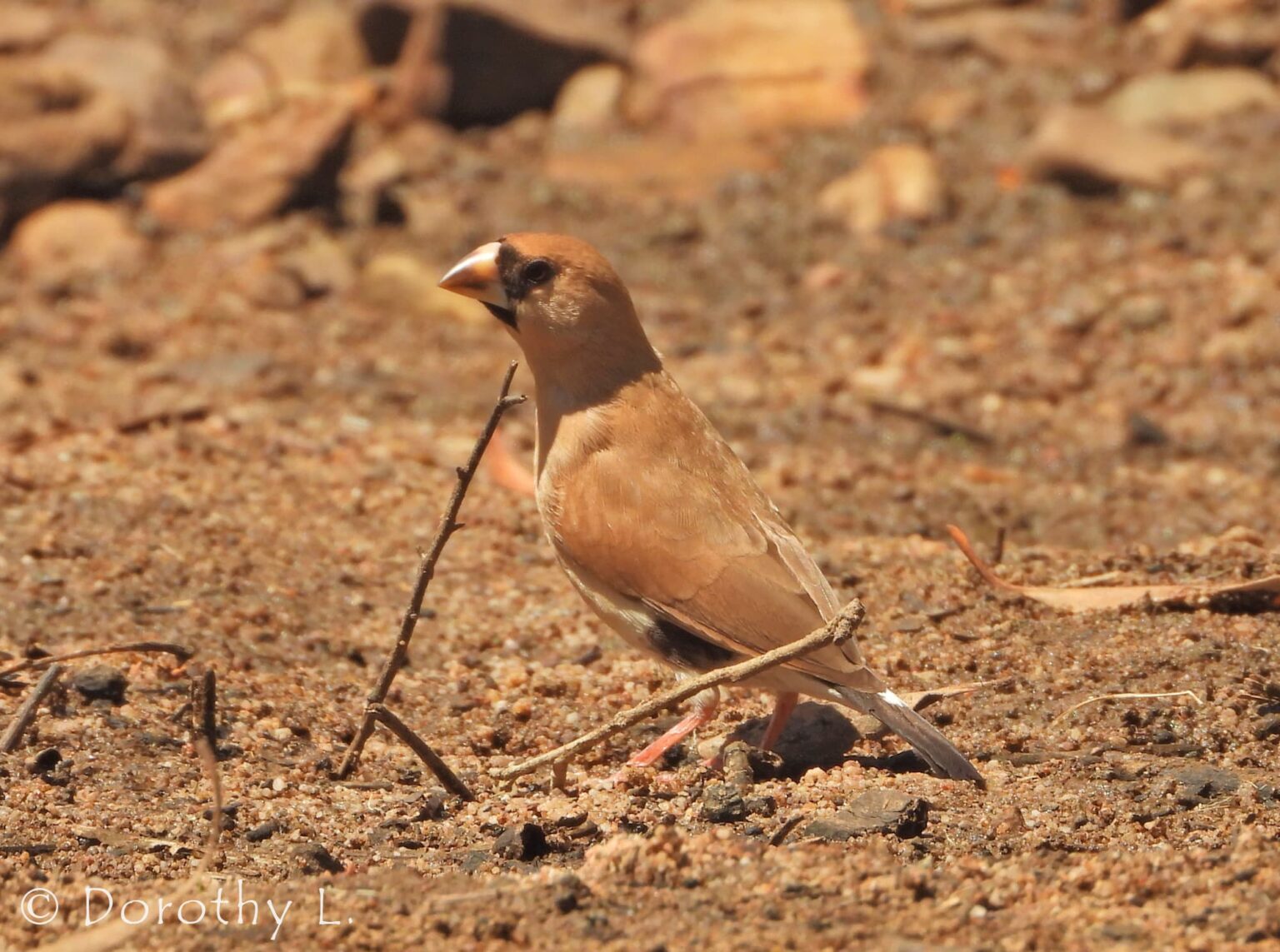 Masked Finch – Ausemade