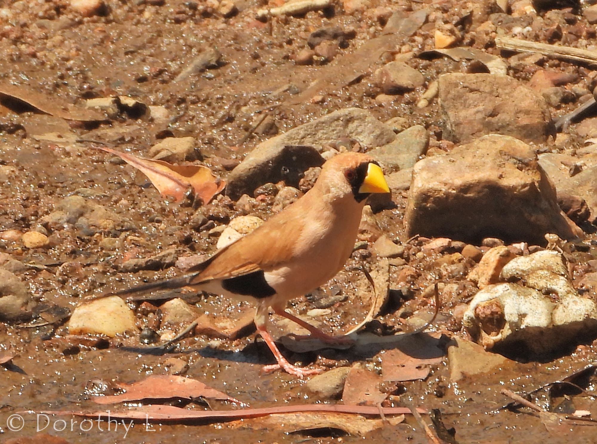 Masked Finch – Ausemade