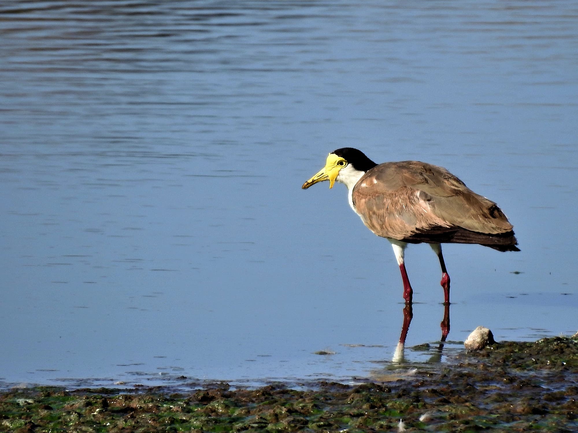 Masked Lapwing at the Ponds – Ausemade