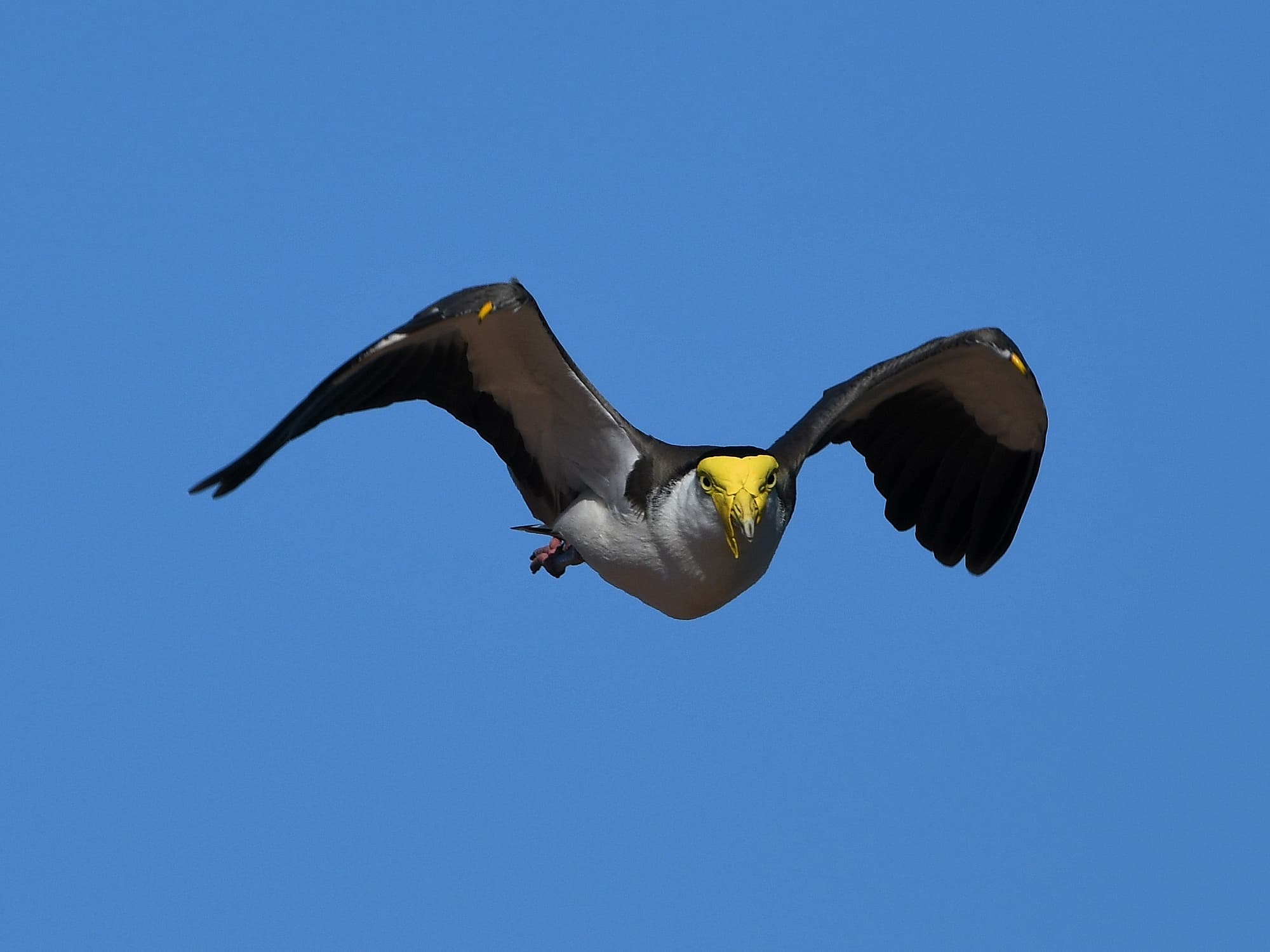 Masked Lapwing at the Ponds – Ausemade
