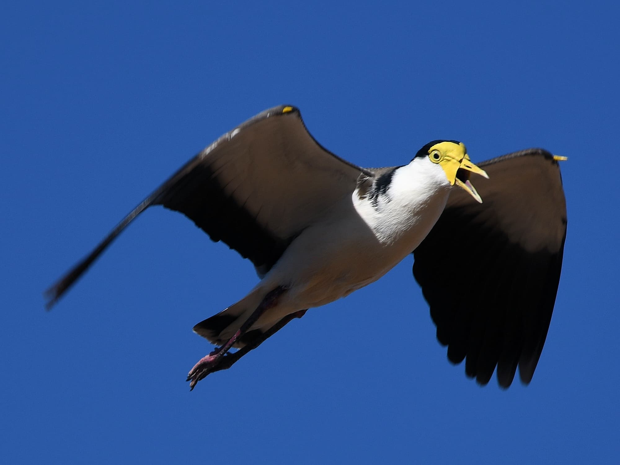Masked Lapwing at the Ponds – Ausemade