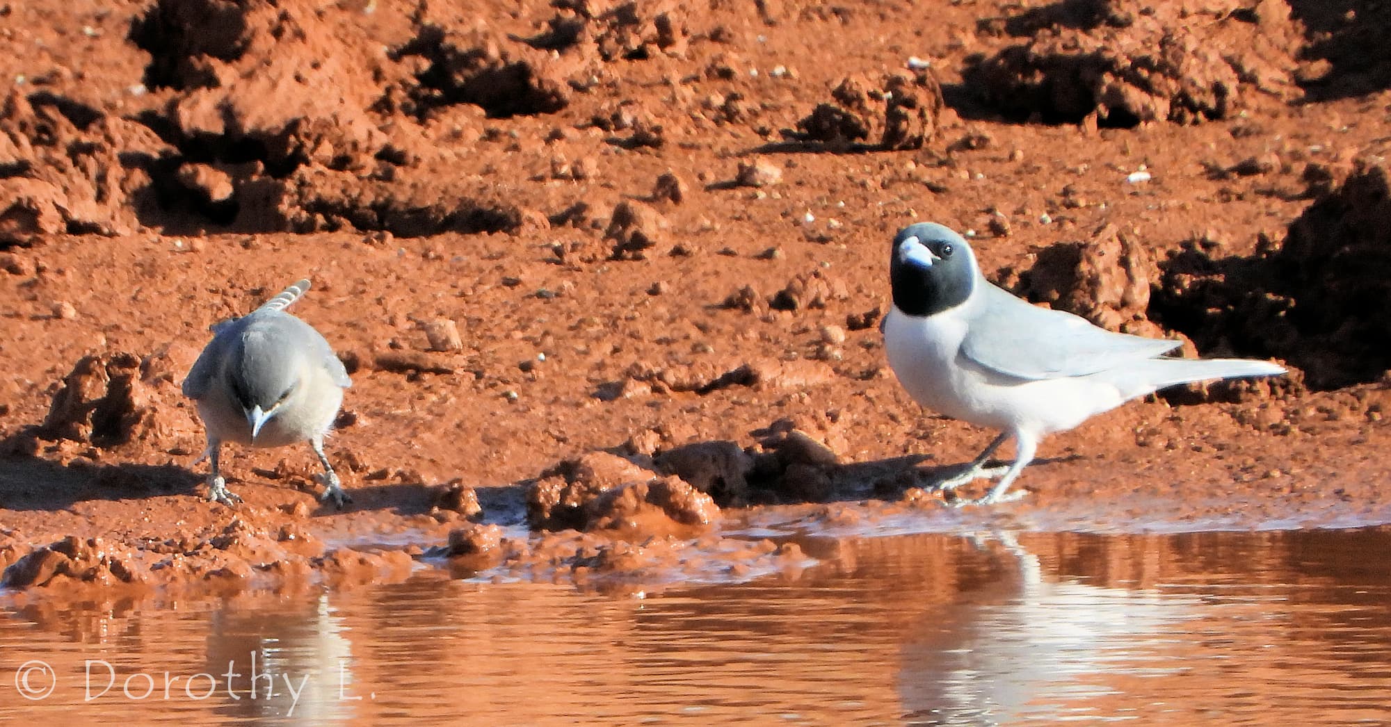 Masked Woodswallow – Ausemade