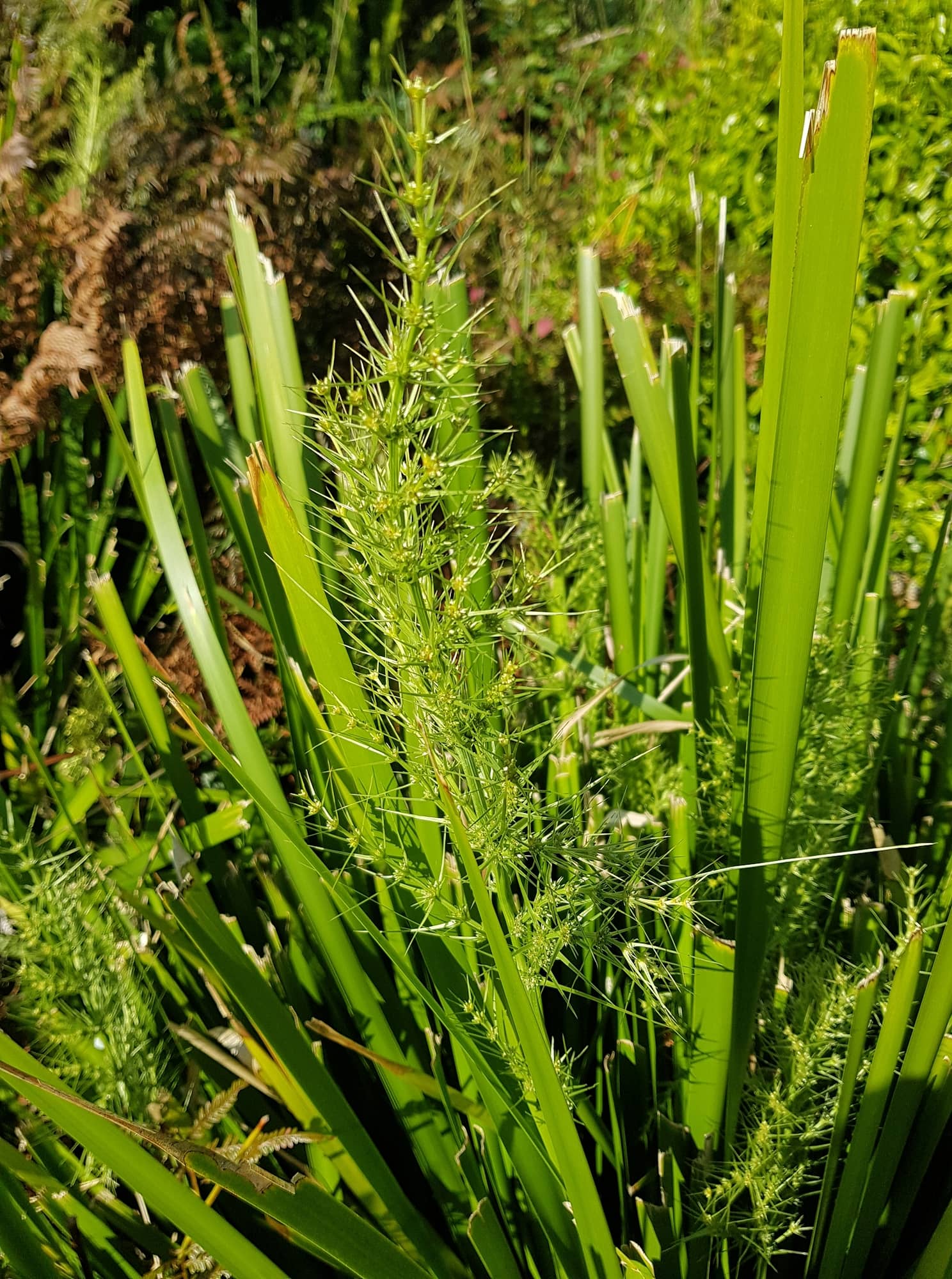 Spiny-headed Mat-rush – Ausemade