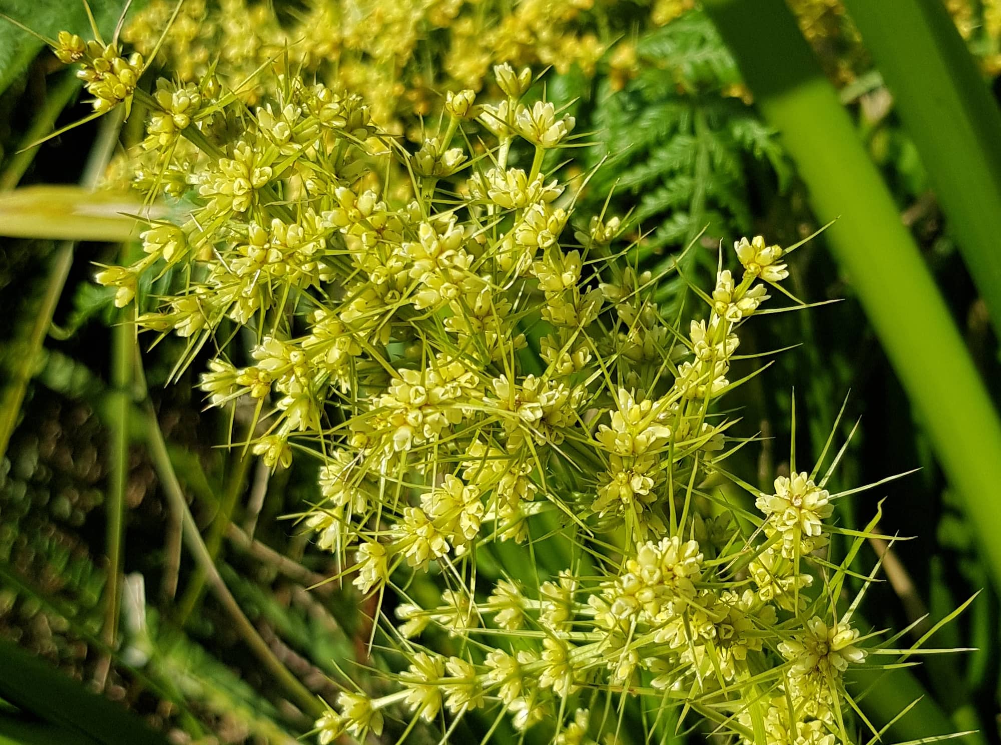 Spiny-headed Mat-rush – Ausemade