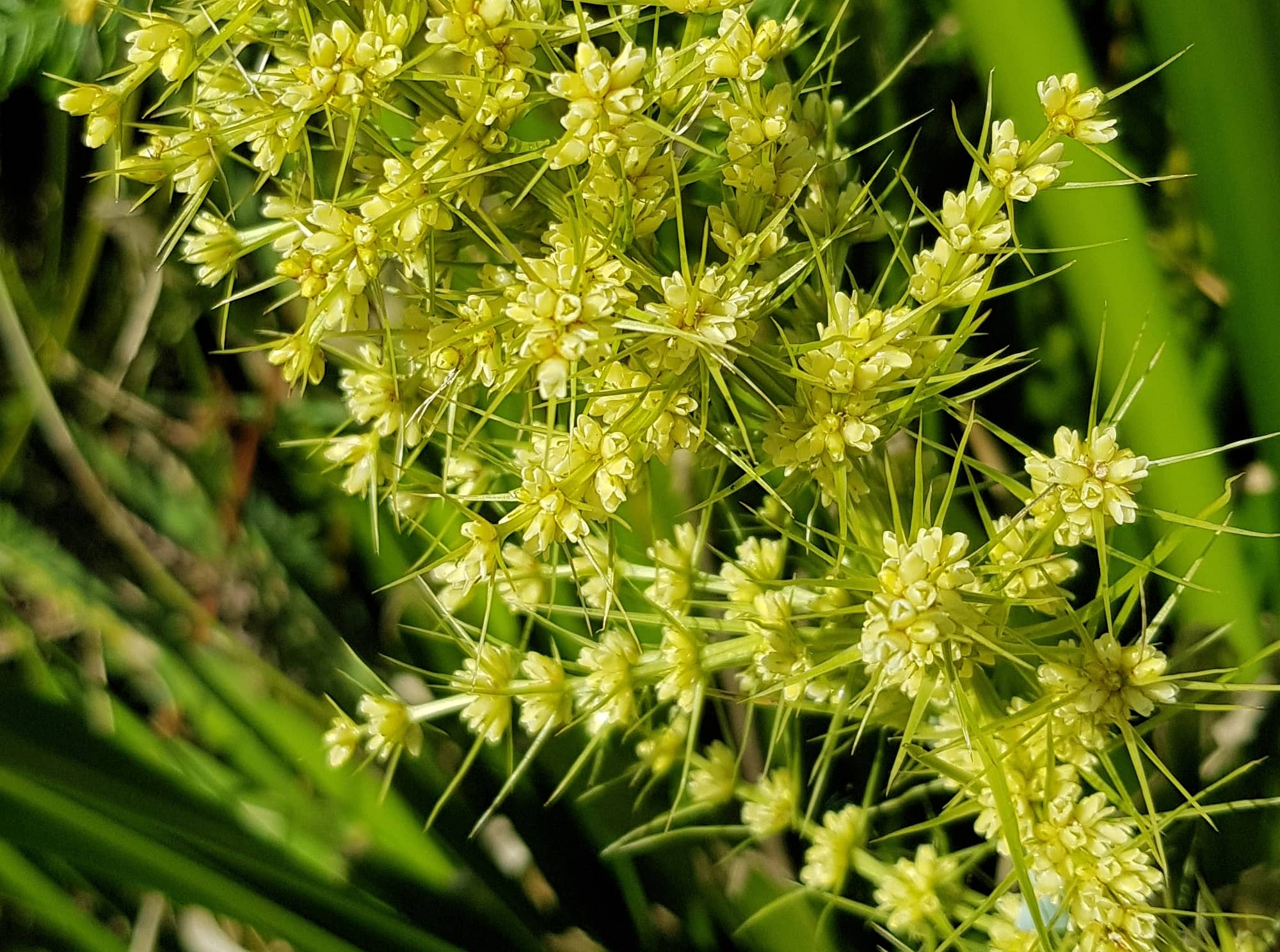 Spiny-headed Mat-rush – Ausemade