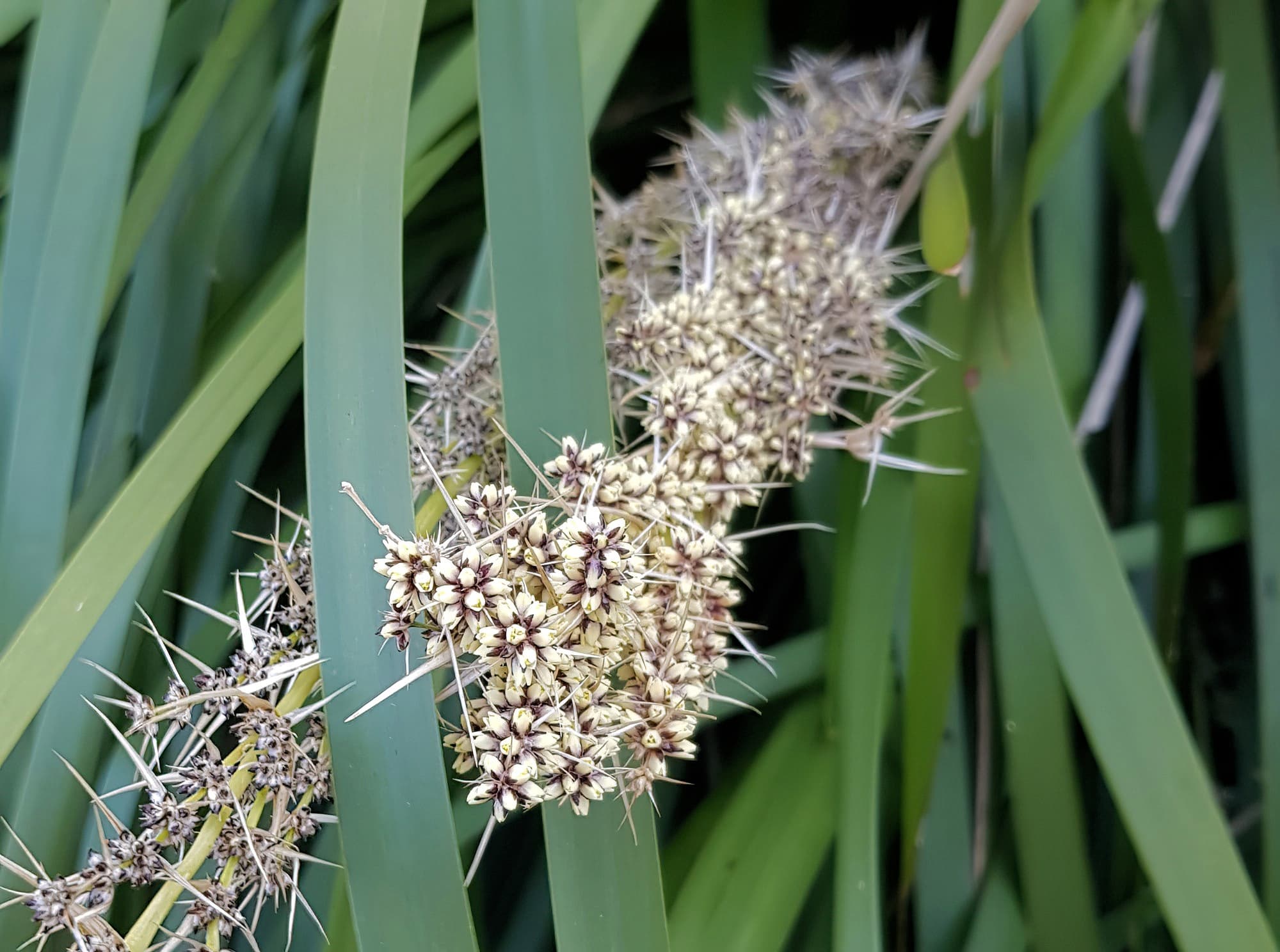 Spiny-headed Mat-rush – Ausemade