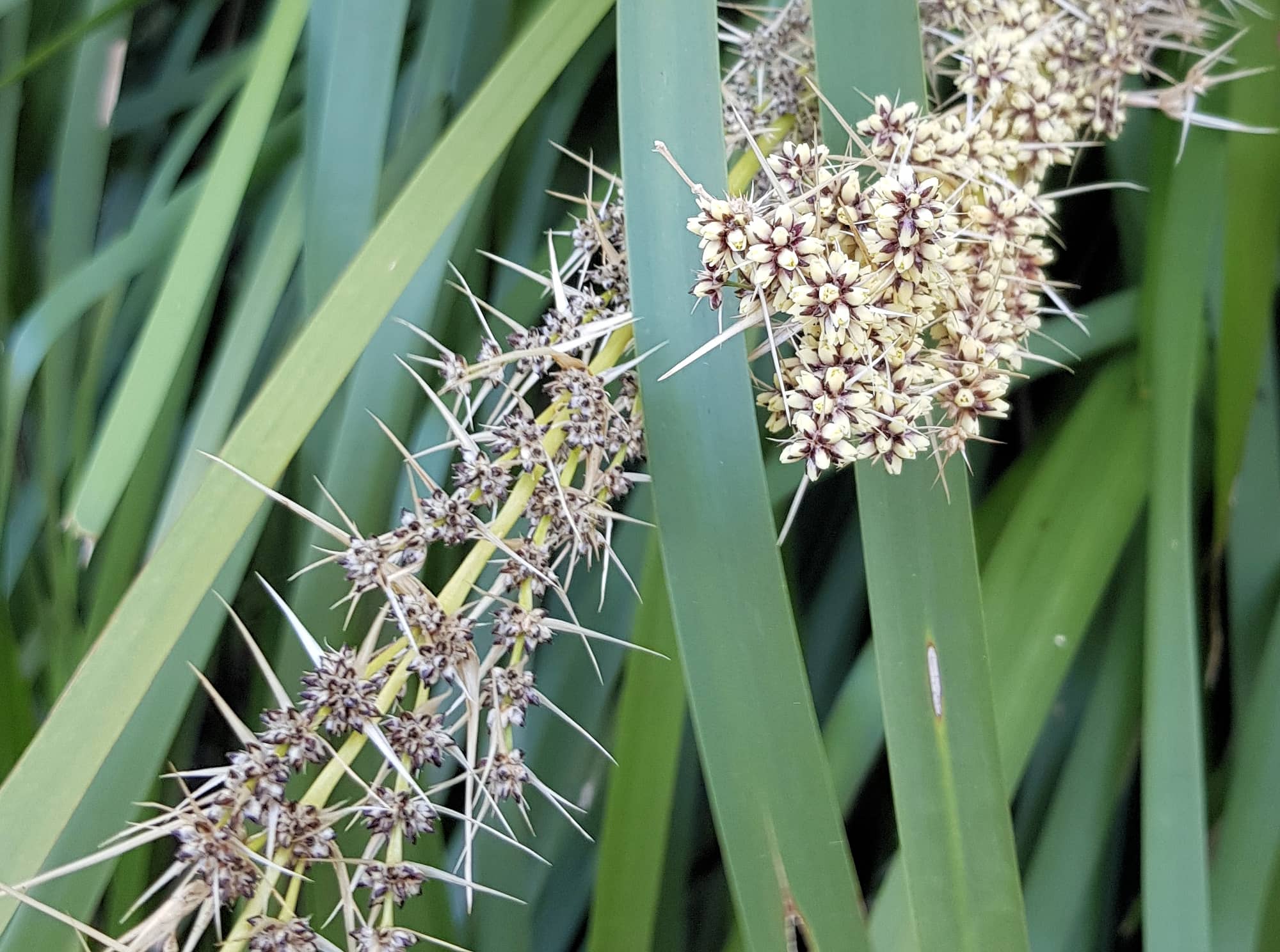 Spiny-headed Mat-rush – Ausemade