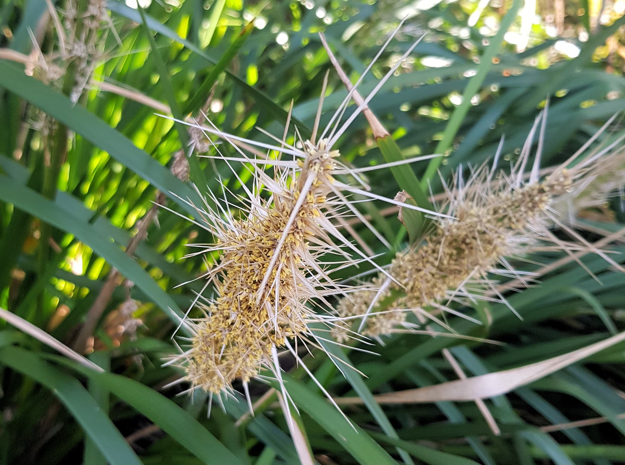 Spiny-headed Mat-rush – Ausemade