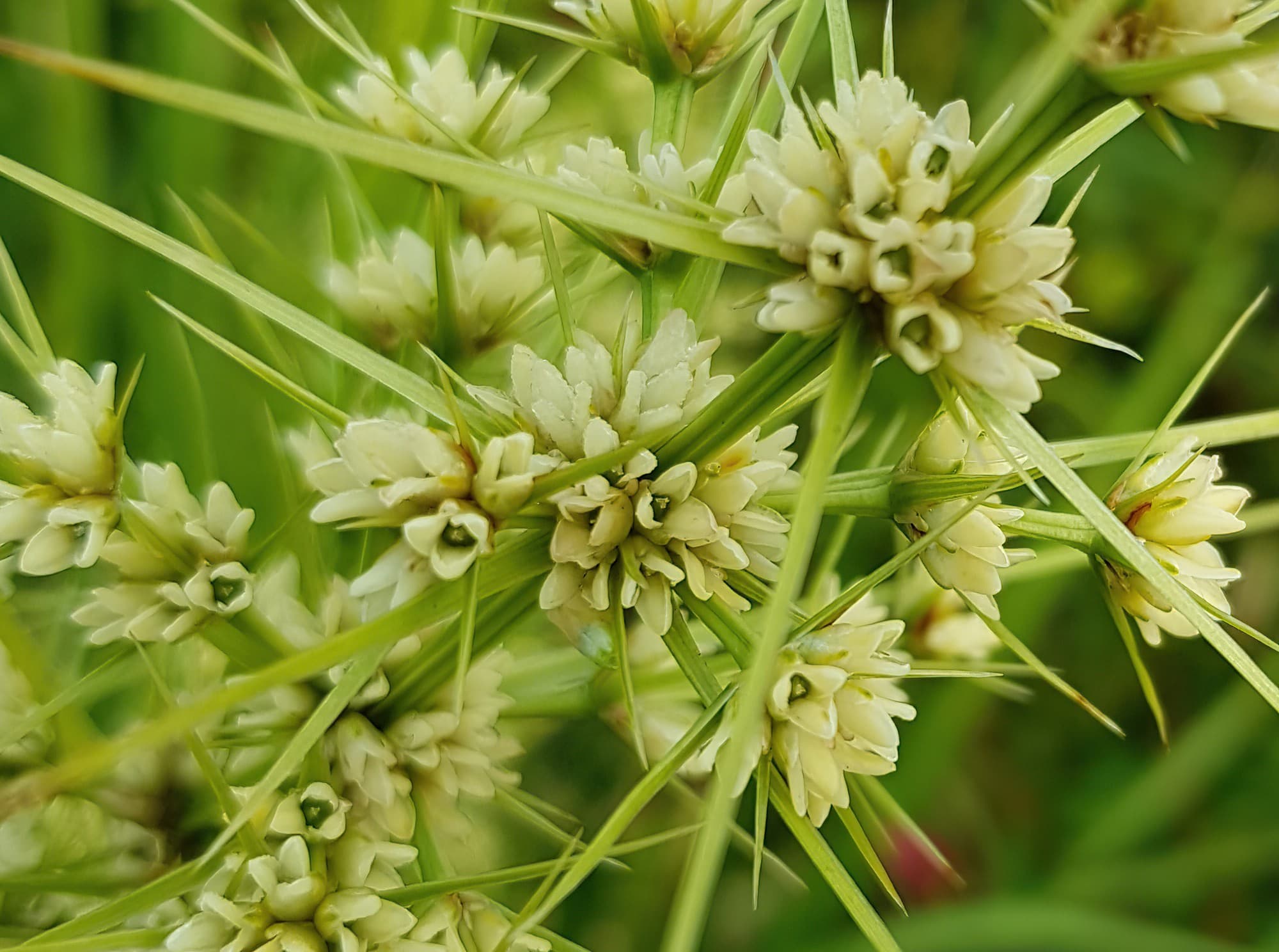 Spiny-headed Mat-rush – Ausemade