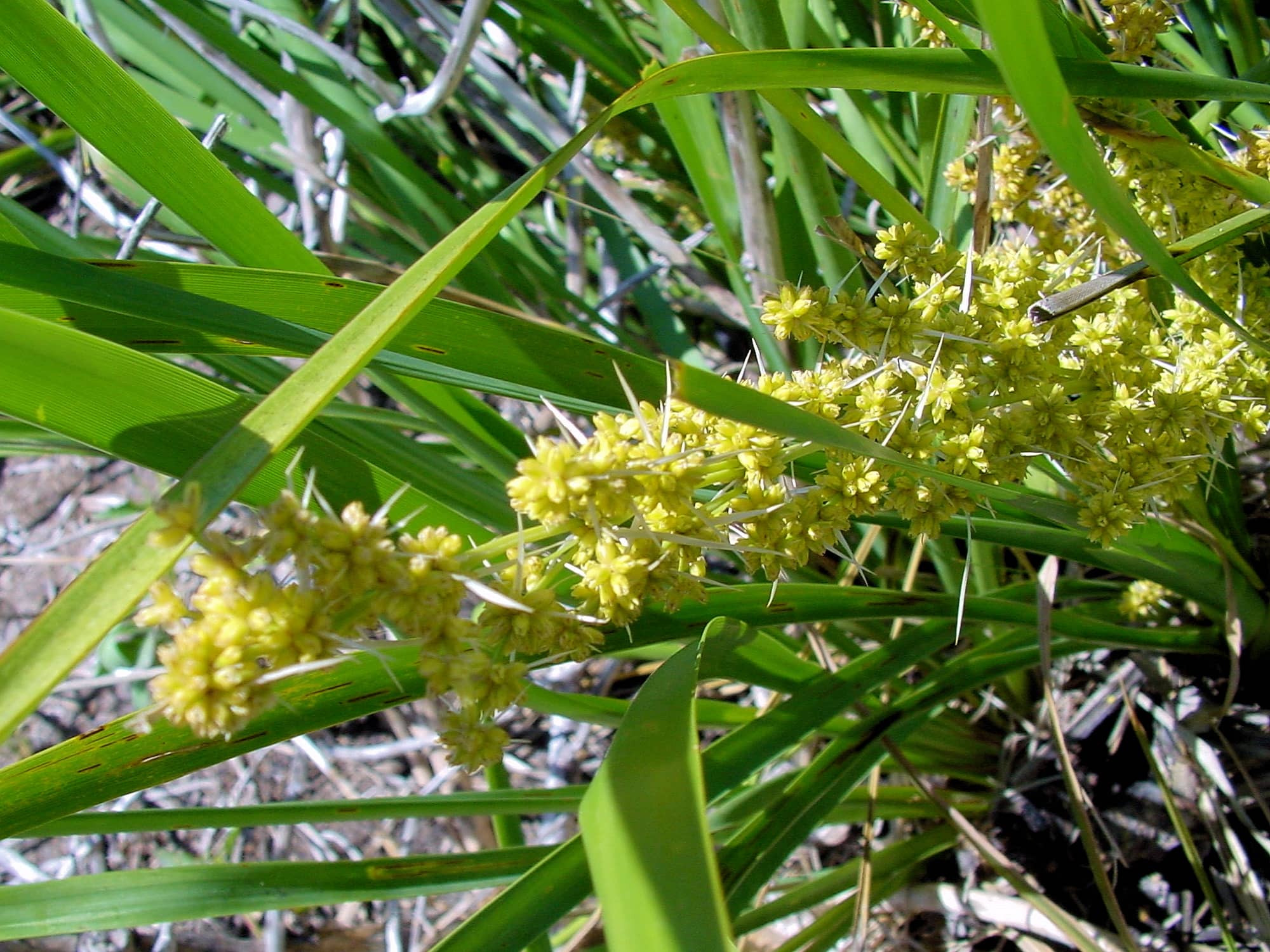 Natural Heritage Montague Island – Ausemade