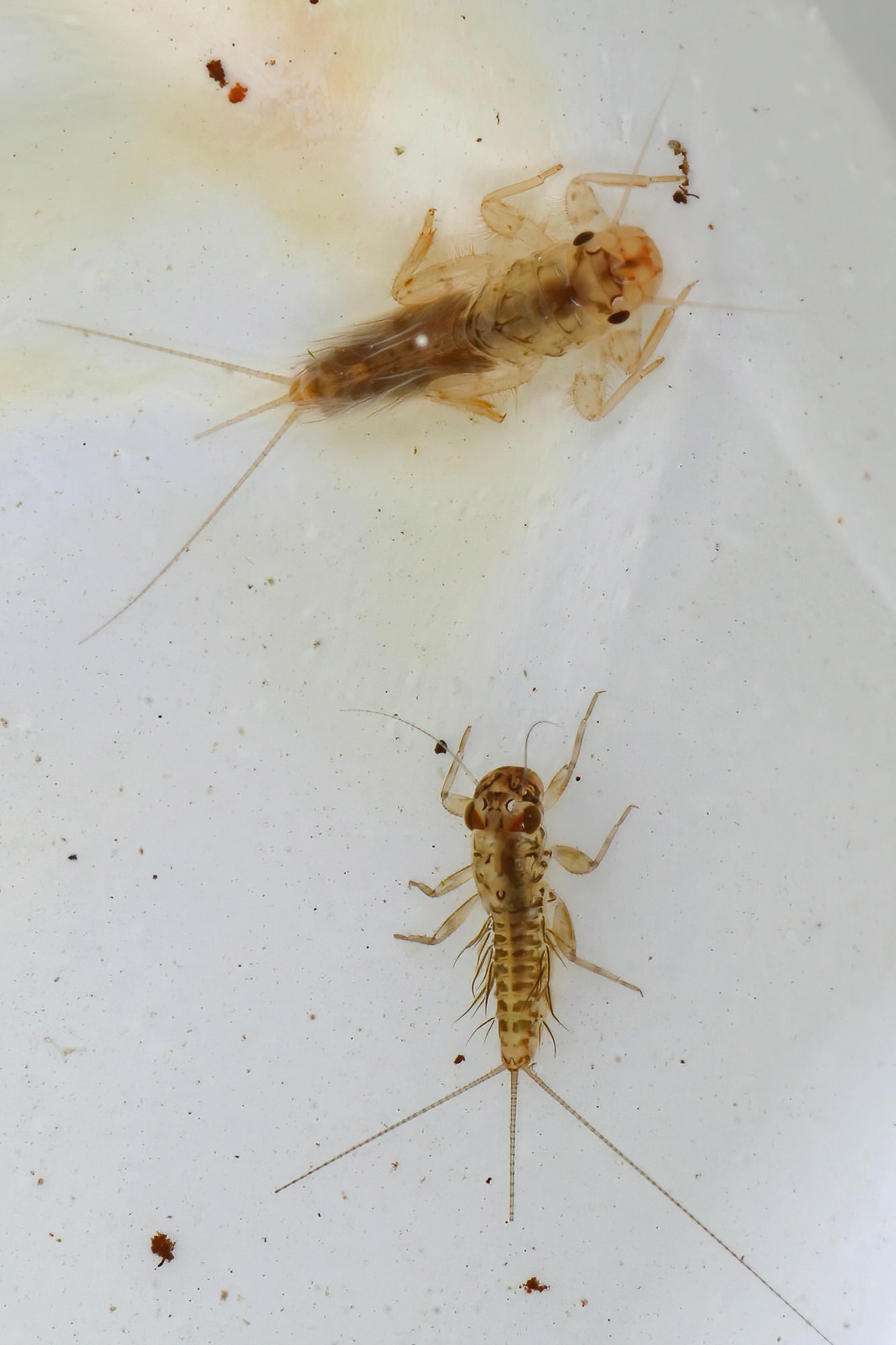 Life in the Gnammas… – Ausemade