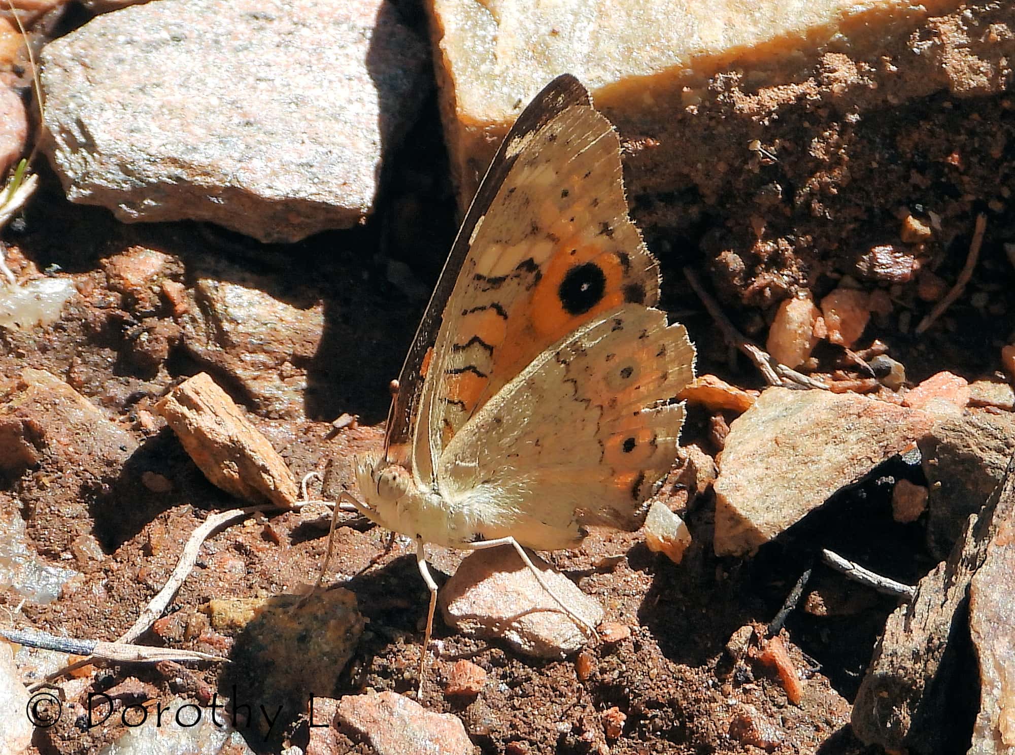 Meadow Argus – Ausemade