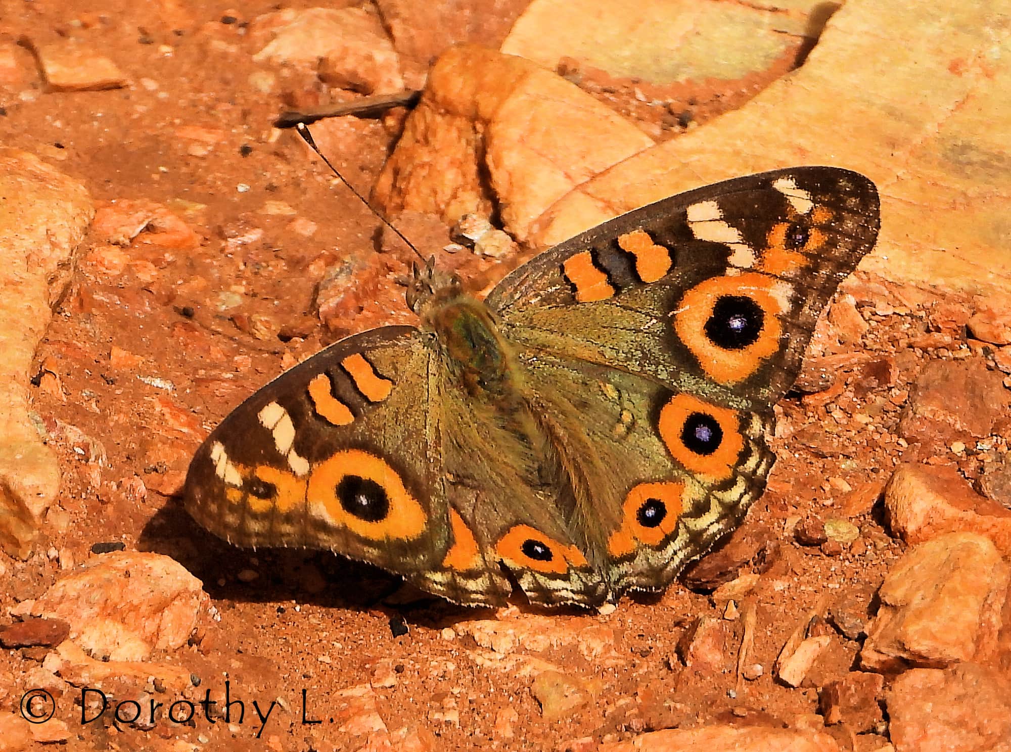 Meadow Argus – Ausemade