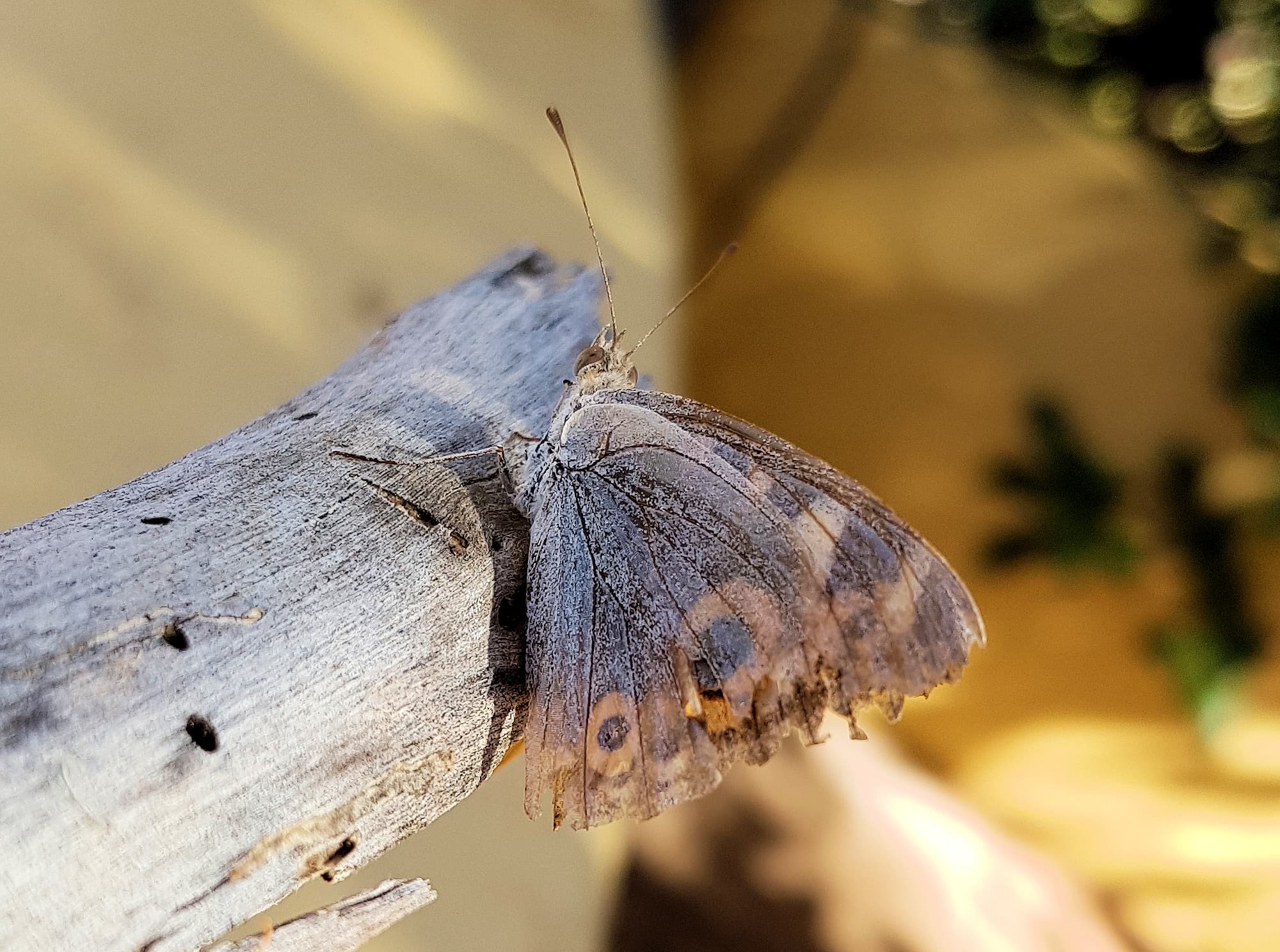 Meadow Argus – Ausemade
