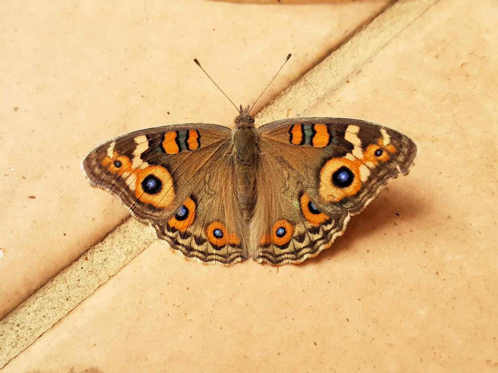 Meadow Argus (Junonia villida calybe) – Ausemade