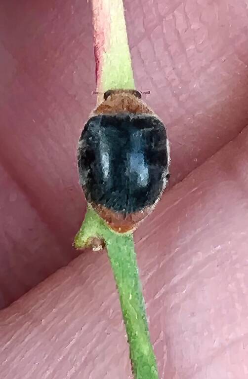 Ladybirds Beetles Ausemade