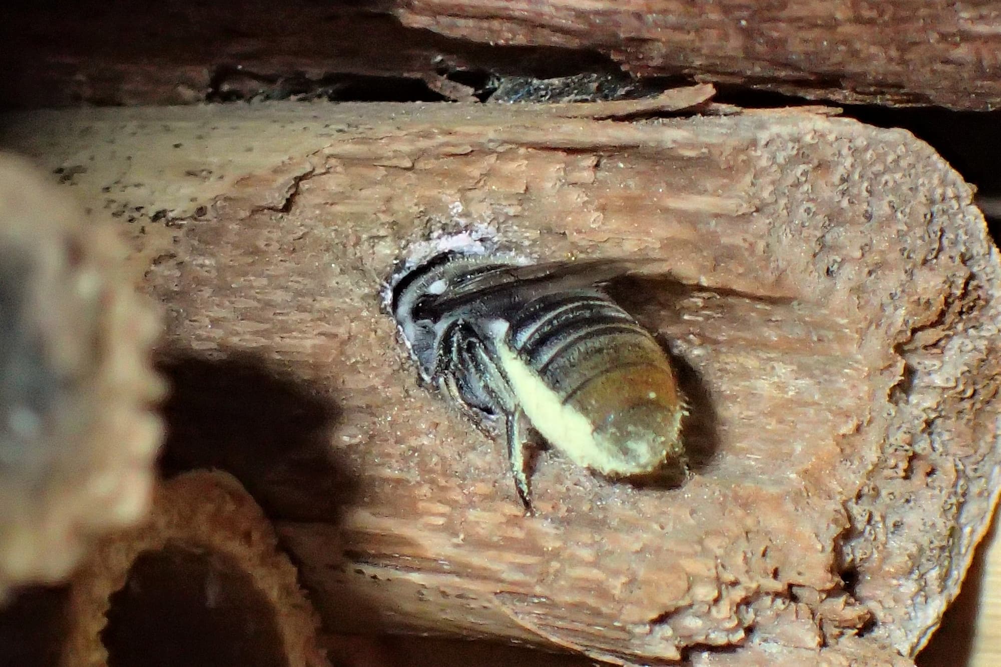 Megachile “asoc” bees – Ausemade