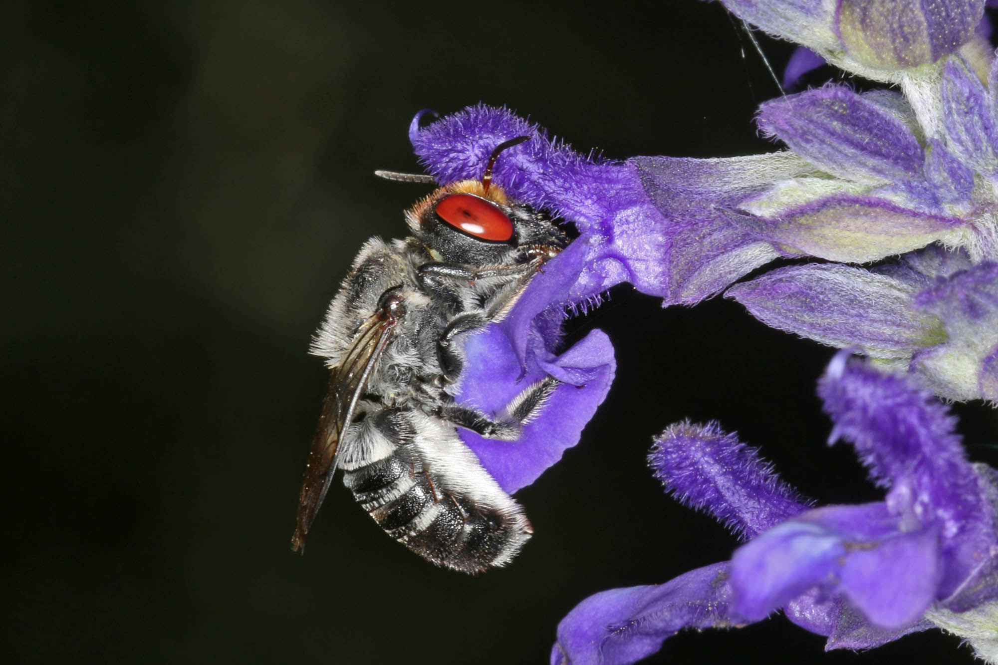 Megachile aurifrons — generalist feeder – Ausemade