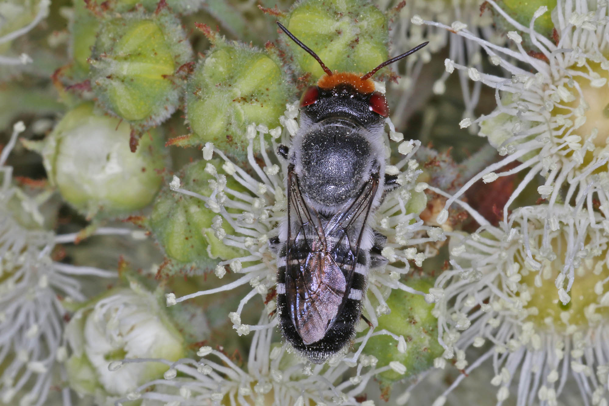 Megachile aurifrons — generalist feeder – Ausemade