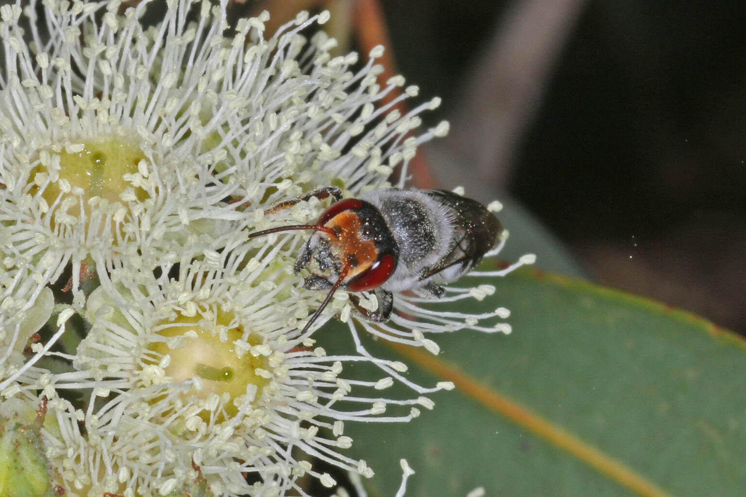 Megachile aurifrons — generalist feeder – Ausemade
