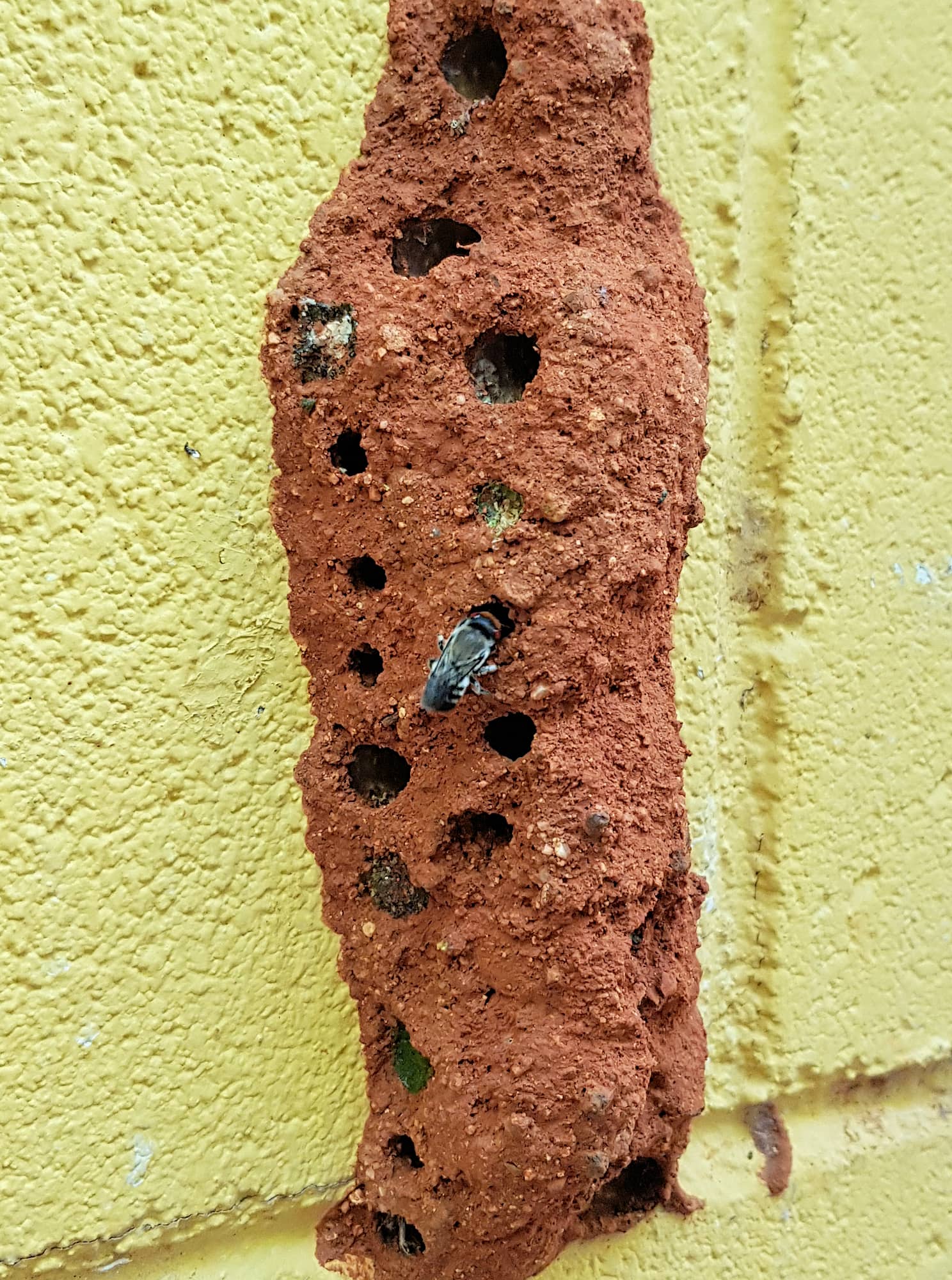 Australian Mud Nest Wasps – Ausemade