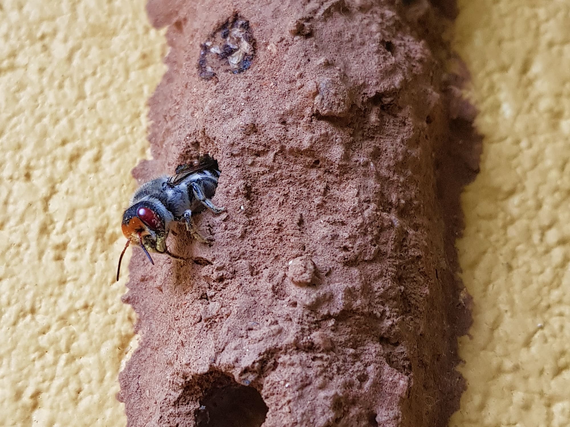 Megachile aurifrons — nest cell activity – Ausemade