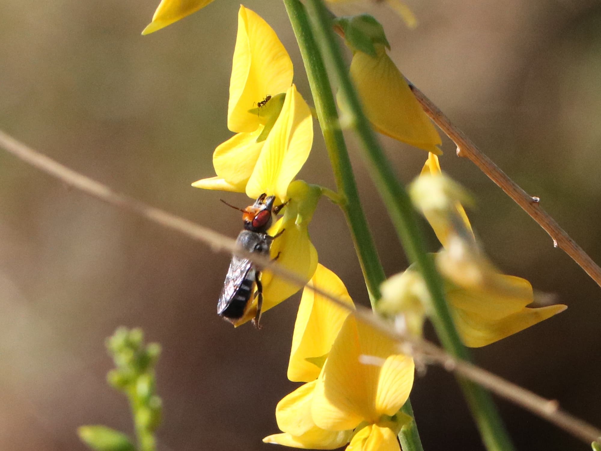 Megachile aurifrons (Golden-browed Resin Bee) – Ausemade