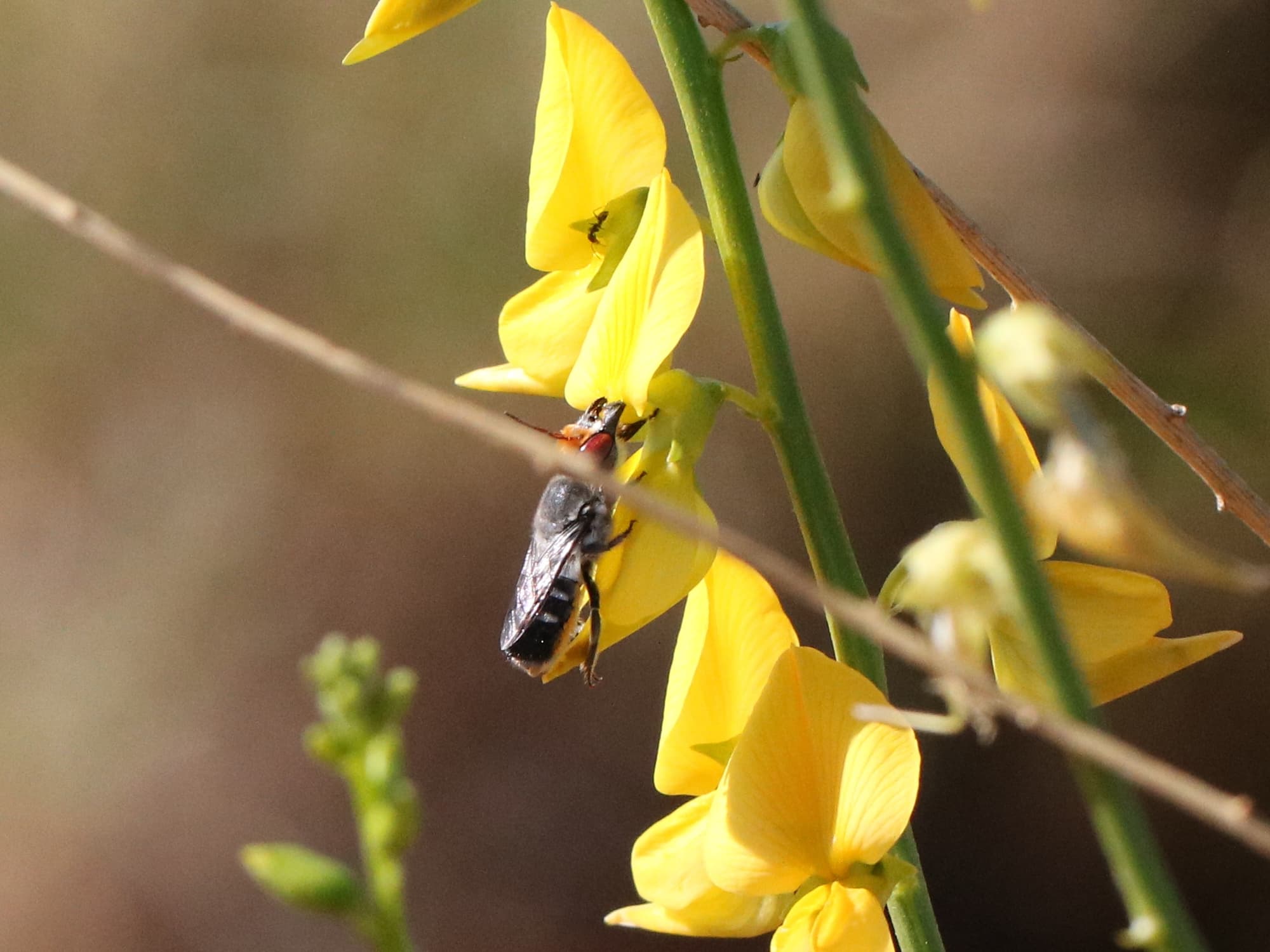 Megachile aurifrons (Golden-browed Resin Bee) – Ausemade