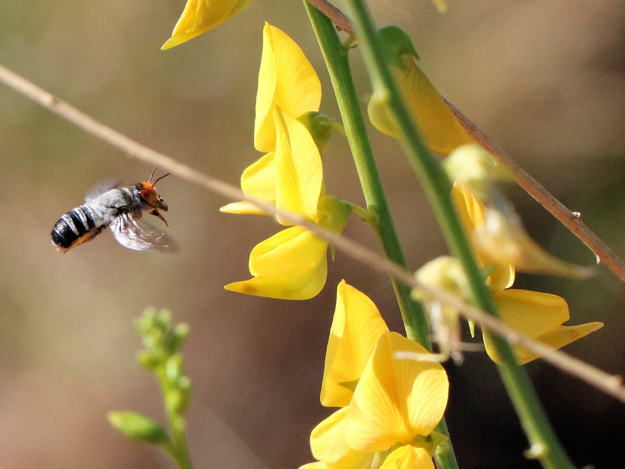 Megachile aurifrons (Golden-browed Resin Bee) – Ausemade