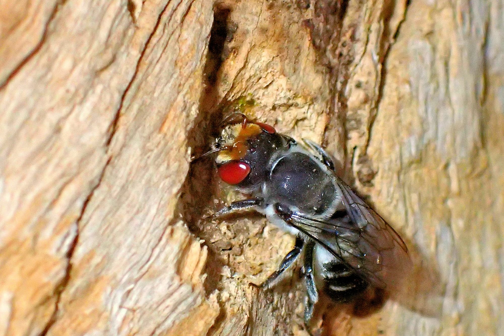 Megachile – Ausemade