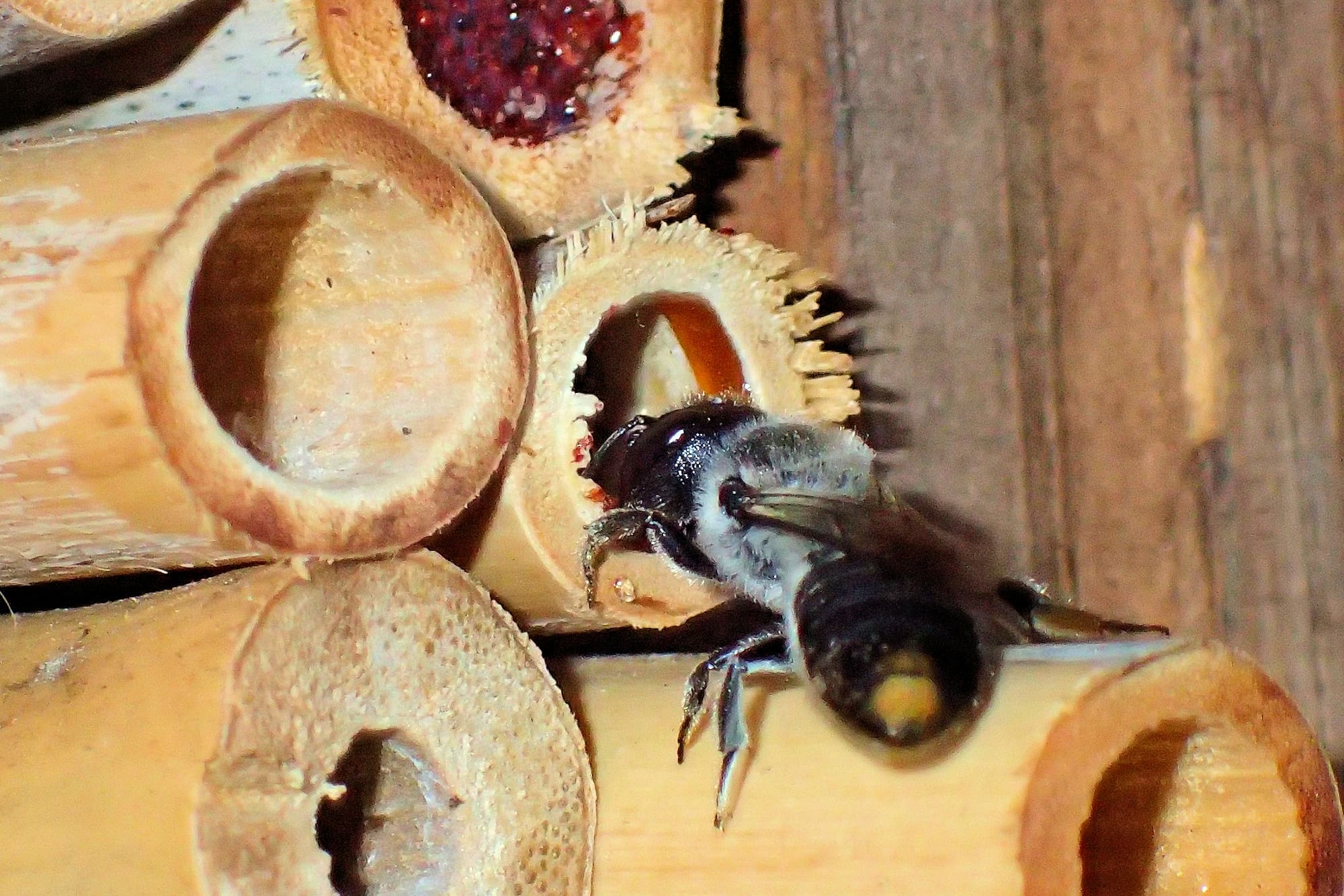 Megachile – Ausemade