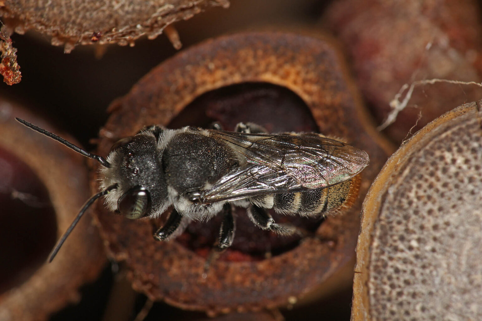 Megachile (Hackeriapis) rhodura – Ausemade