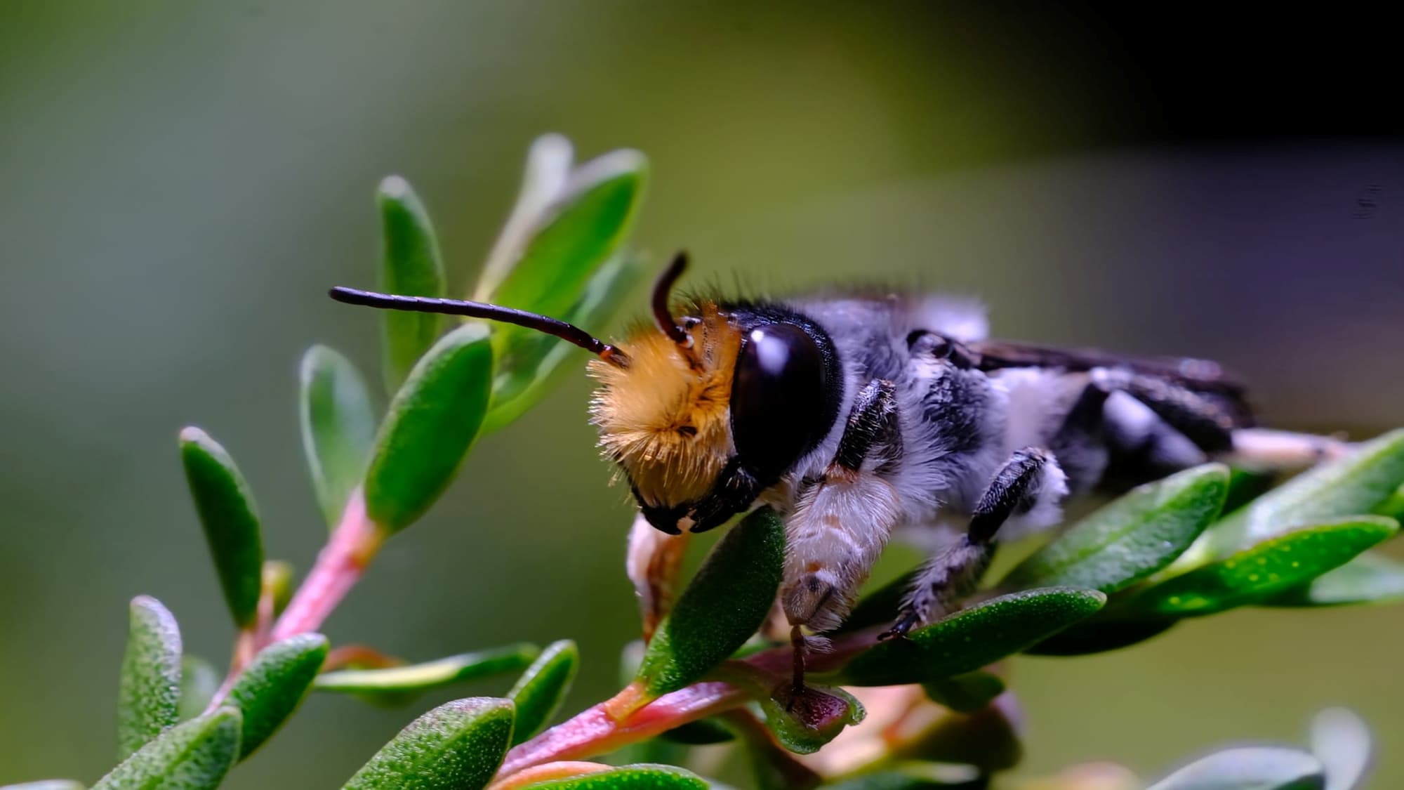 Megachile lucidiventris – Ausemade