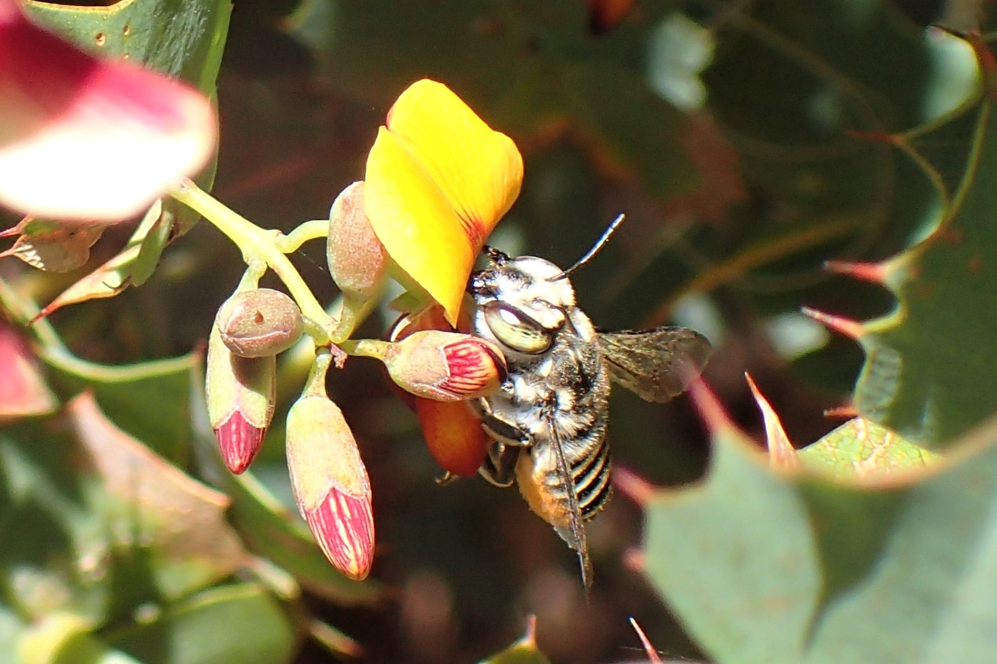 Buzz Pollination – Ausemade
