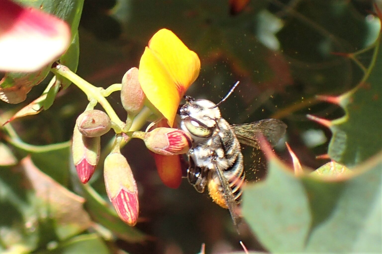 Buzz Pollination – Ausemade