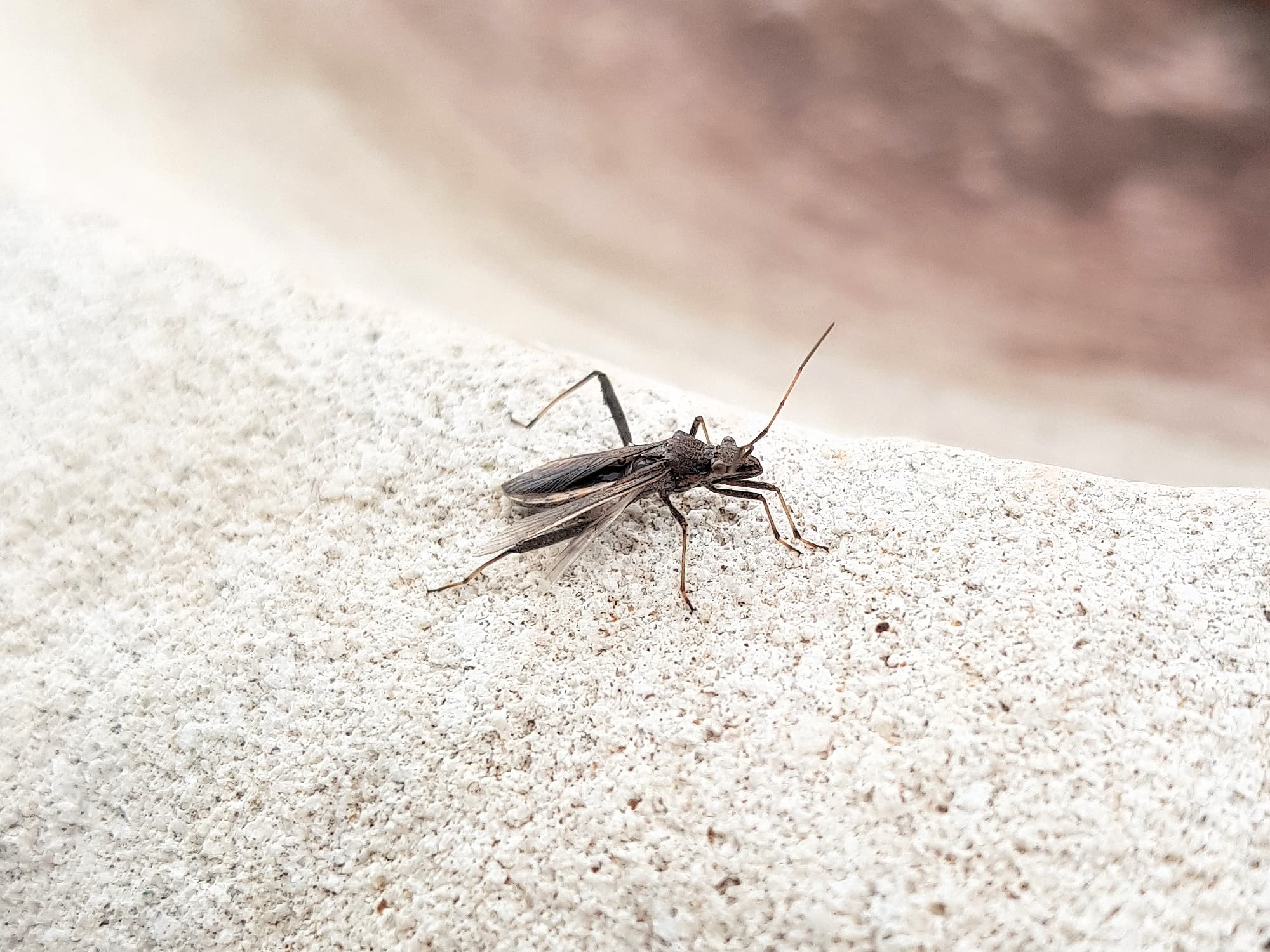 Melanacanthus margineguttatus (Bean Bug) – Ausemade