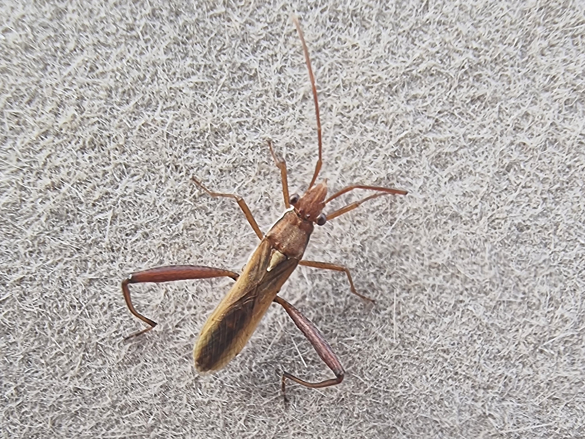 Podsucking Bug (Melanacanthus scutellaris) – Ausemade