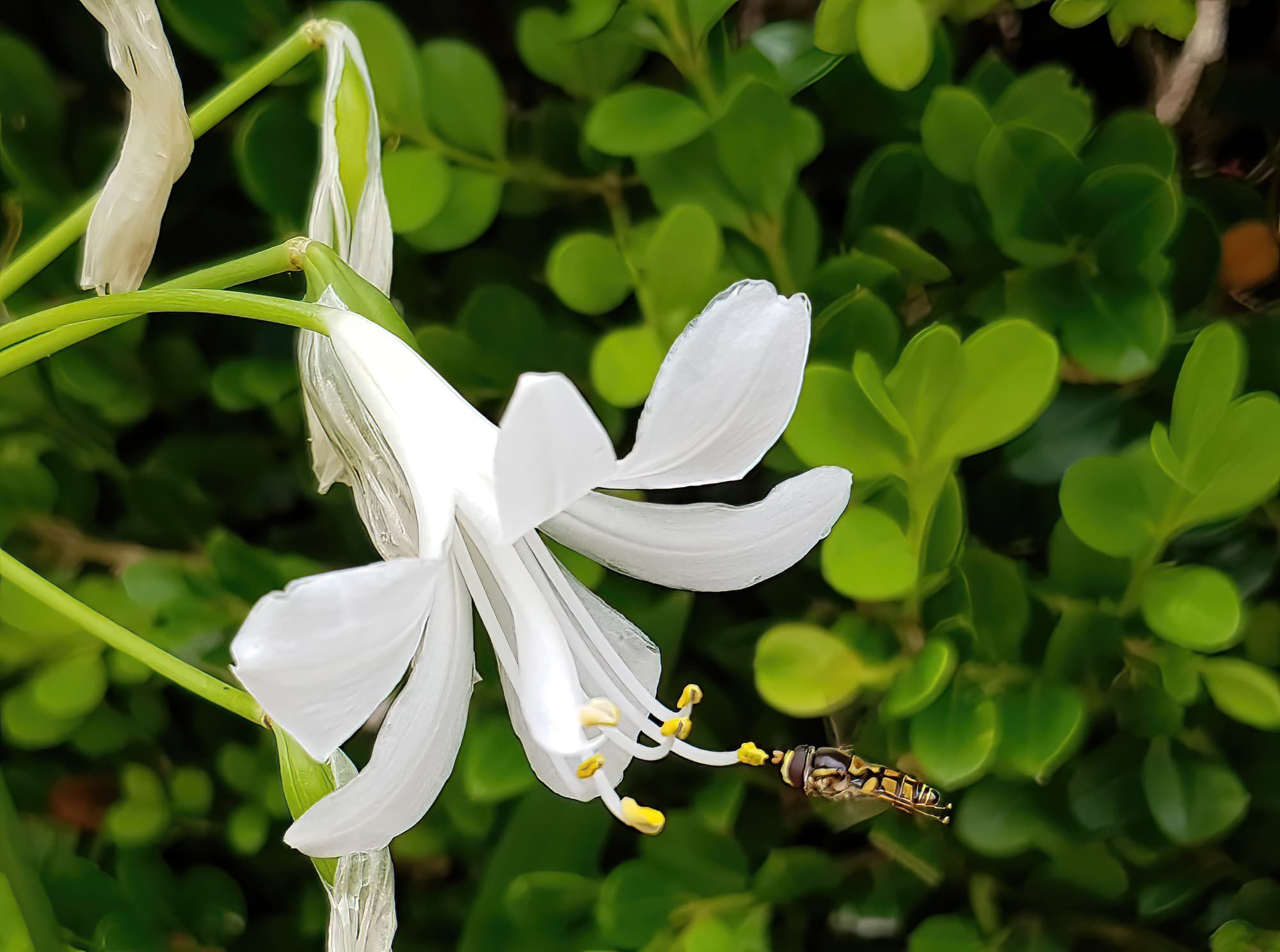Syrphidae – Ausemade