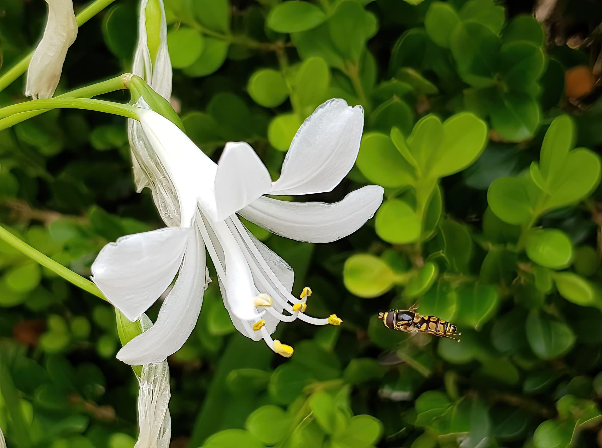 Syrphids – Ausemade