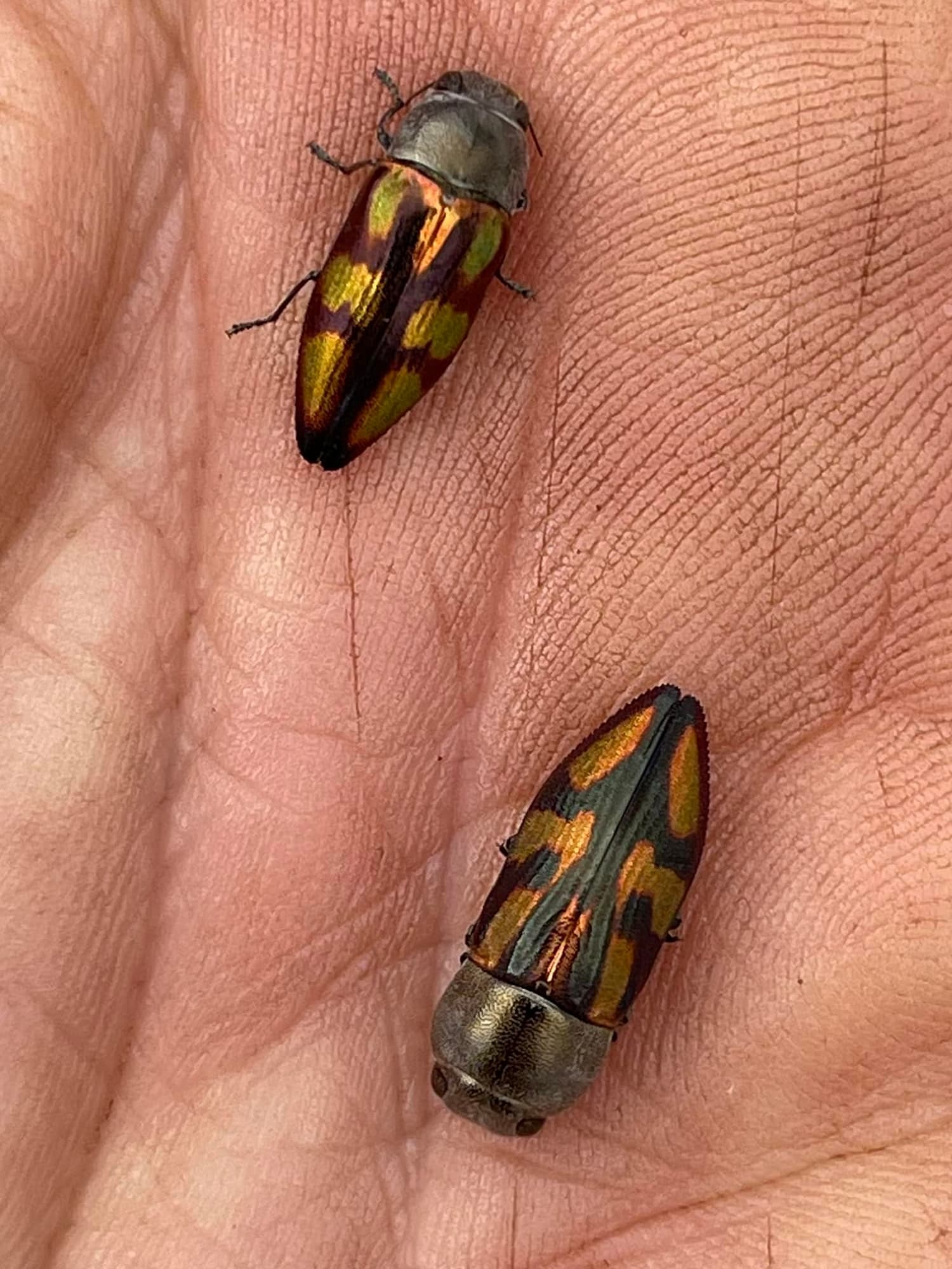 Jewel Beetles – Ausemade