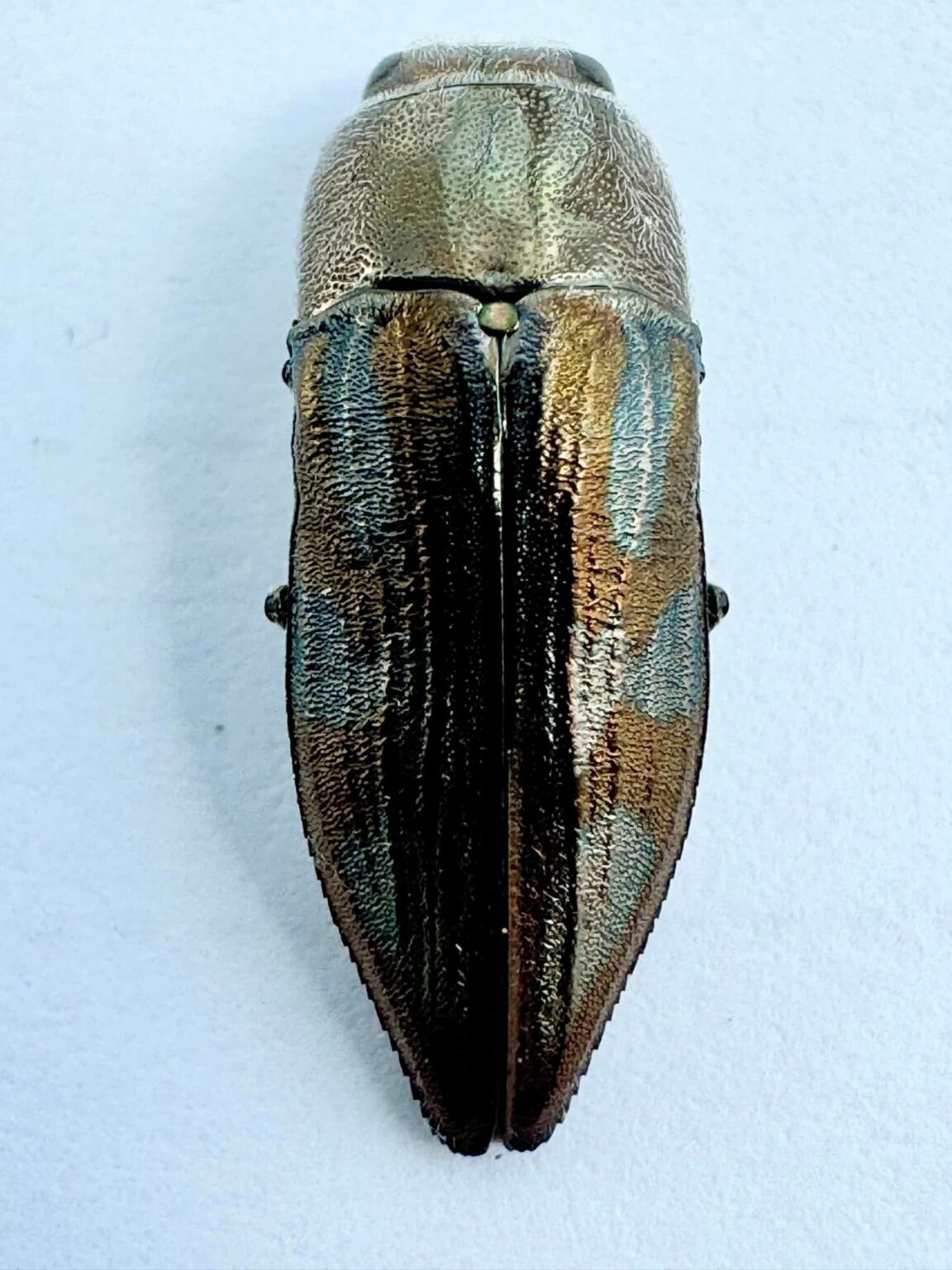 WA Beetles Index – Ausemade