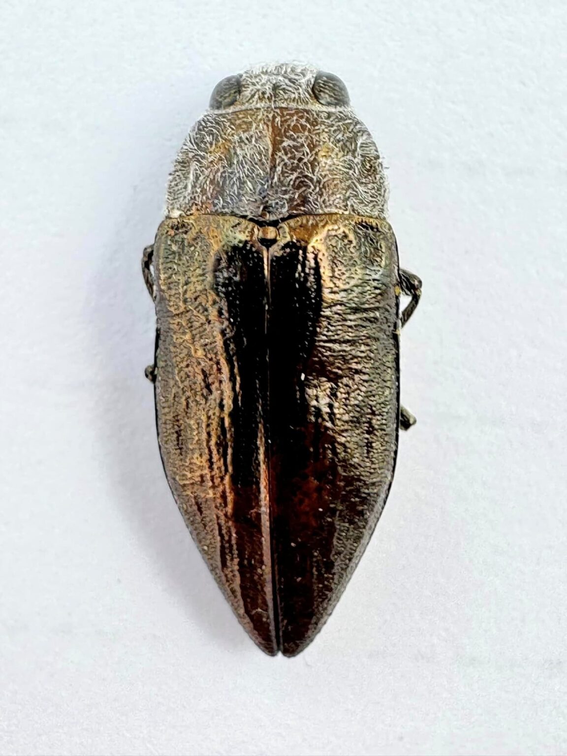 WA Beetles Index – Ausemade