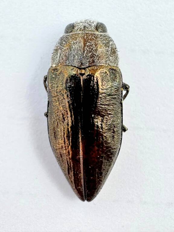 WA Beetles Index – Ausemade