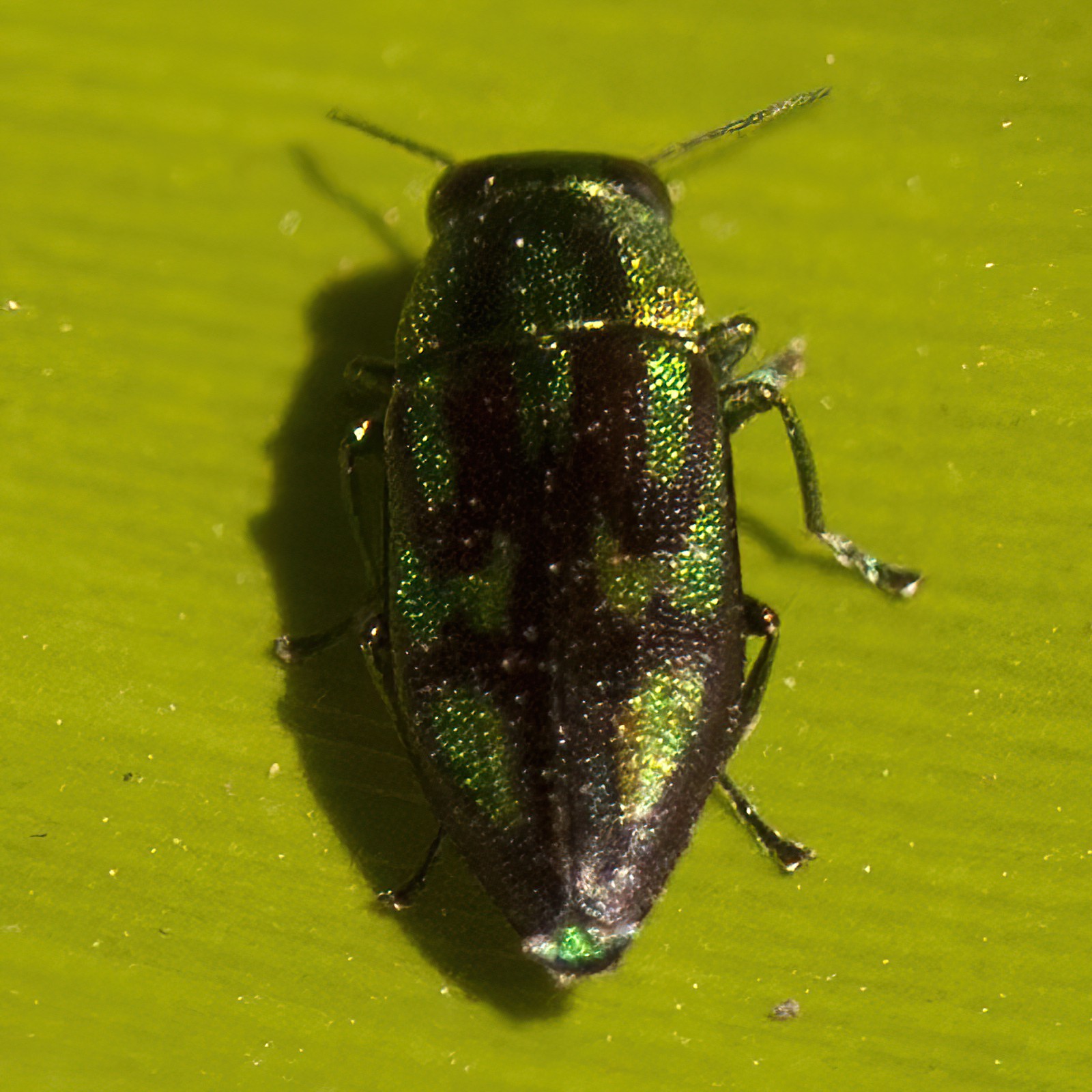 Melobasis – Ausemade