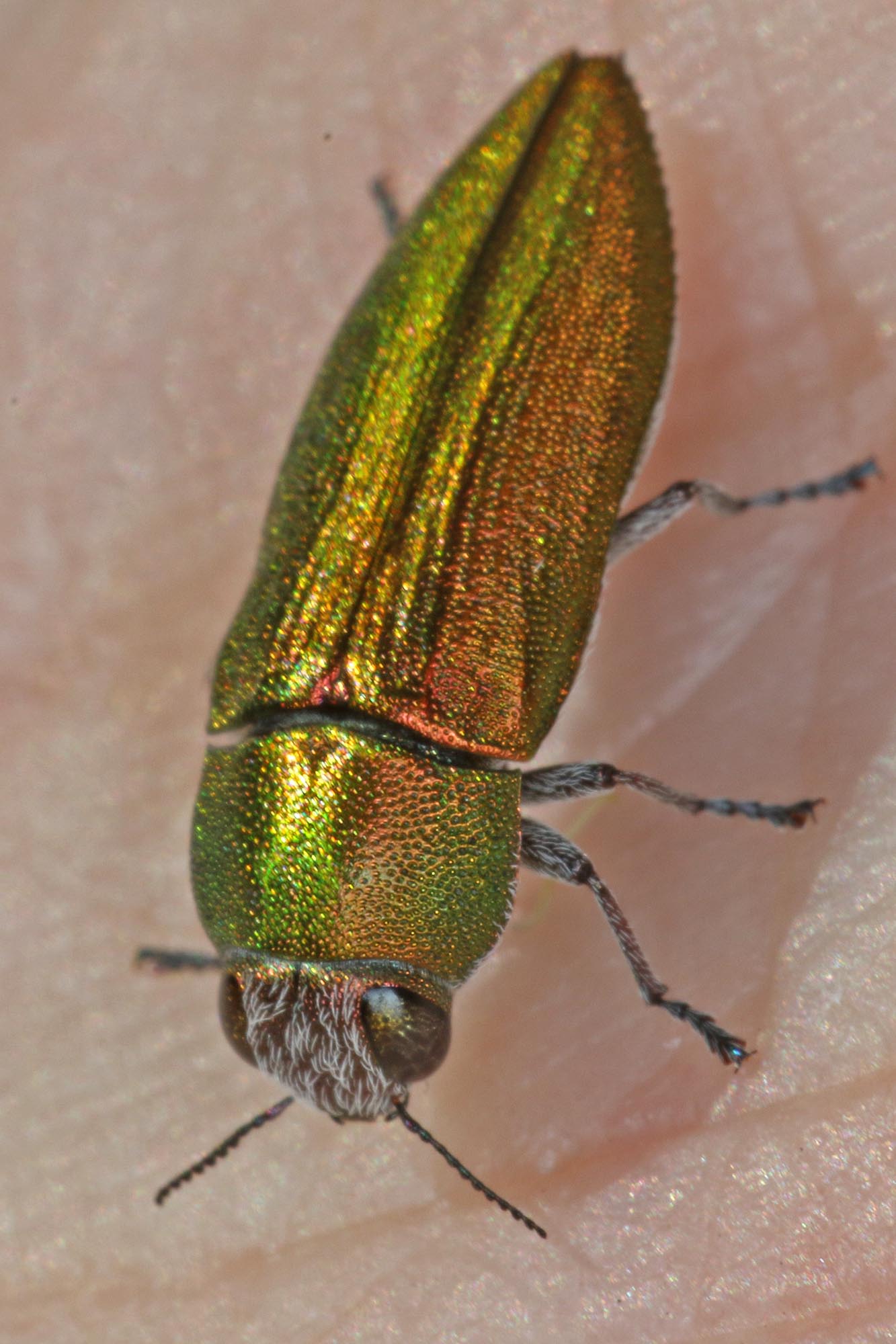Jewel Beetles – Ausemade