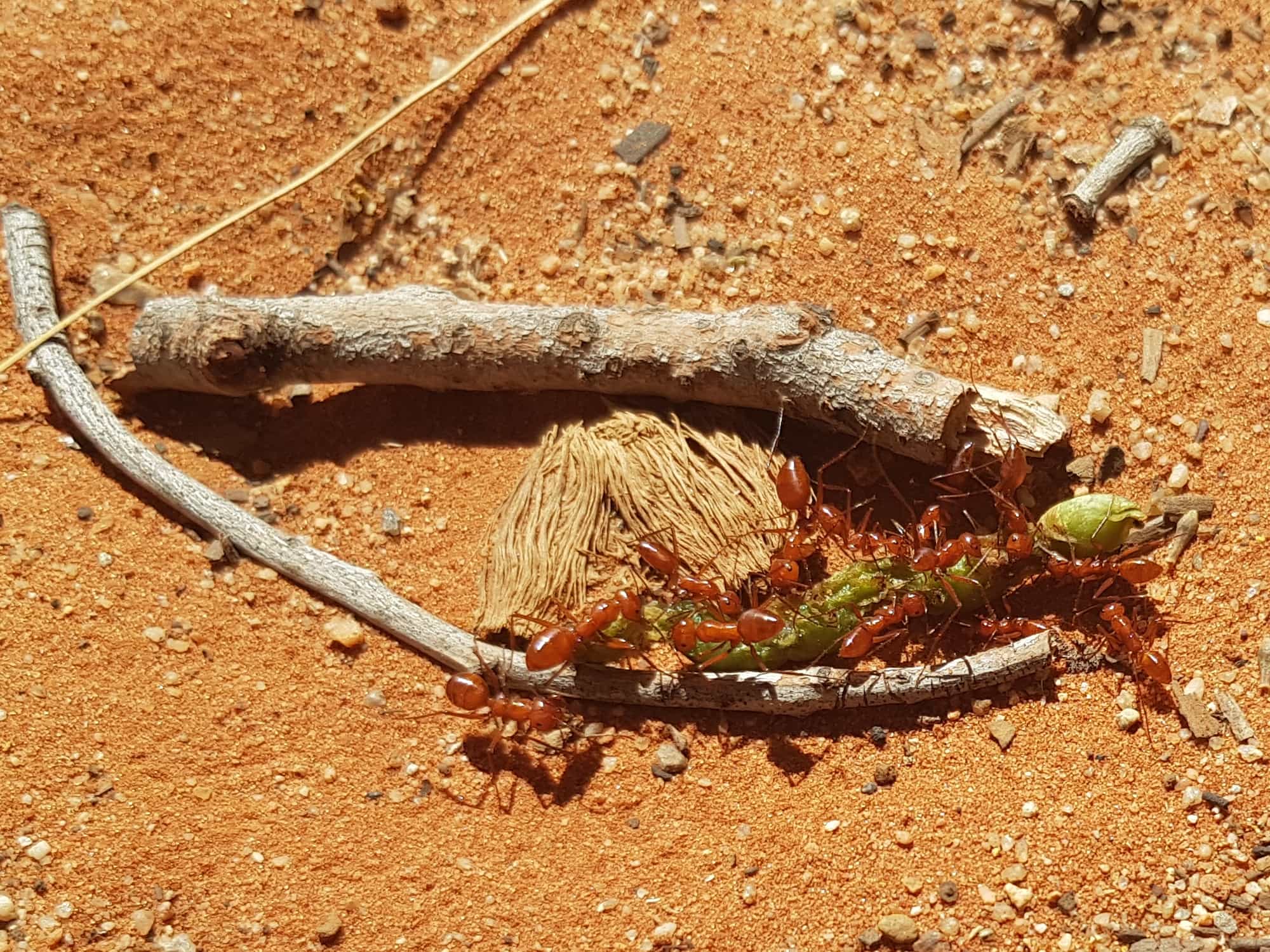 Melophorus bagoti – Ausemade