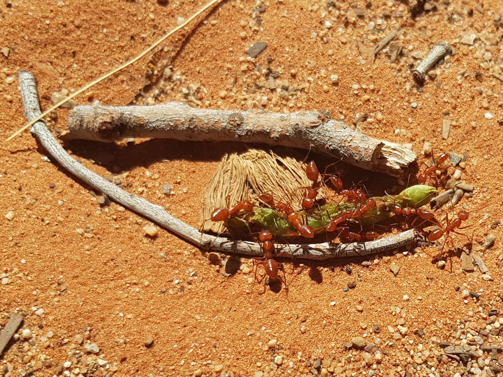 Melophorus bagoti – Ausemade