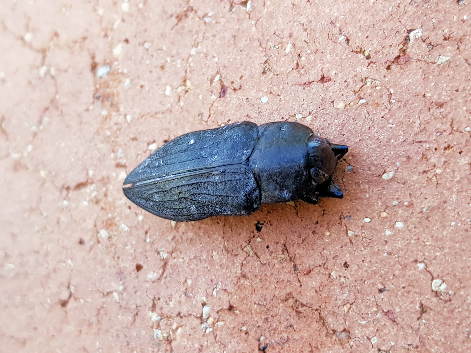 Merimna atrata – Ausemade