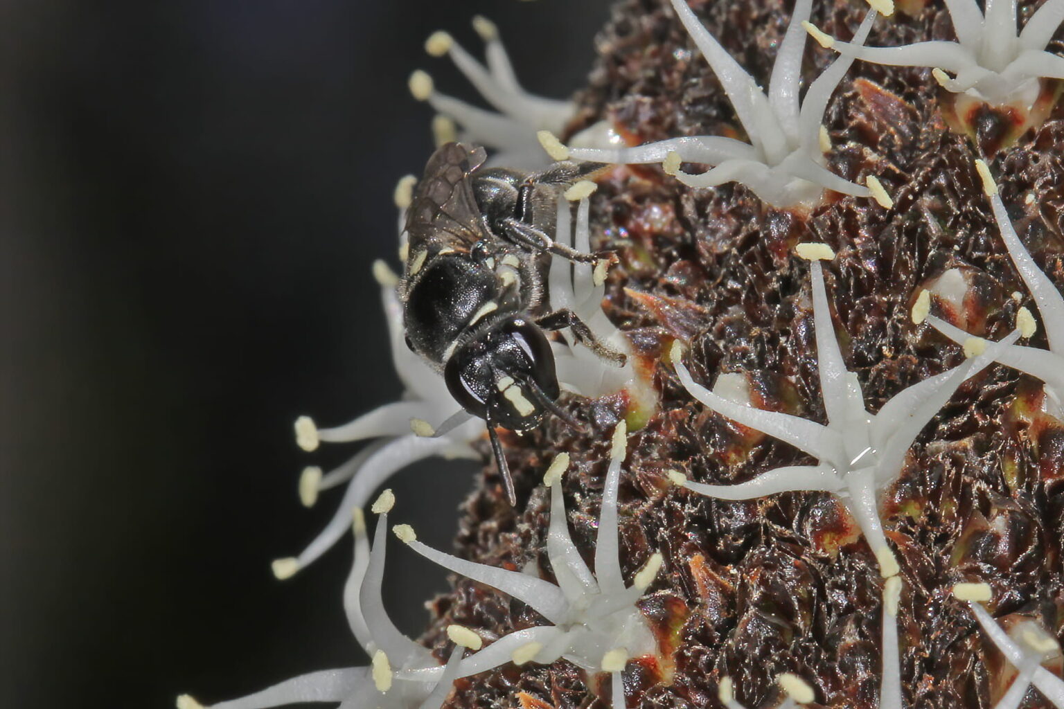 Queensland – Ausemade